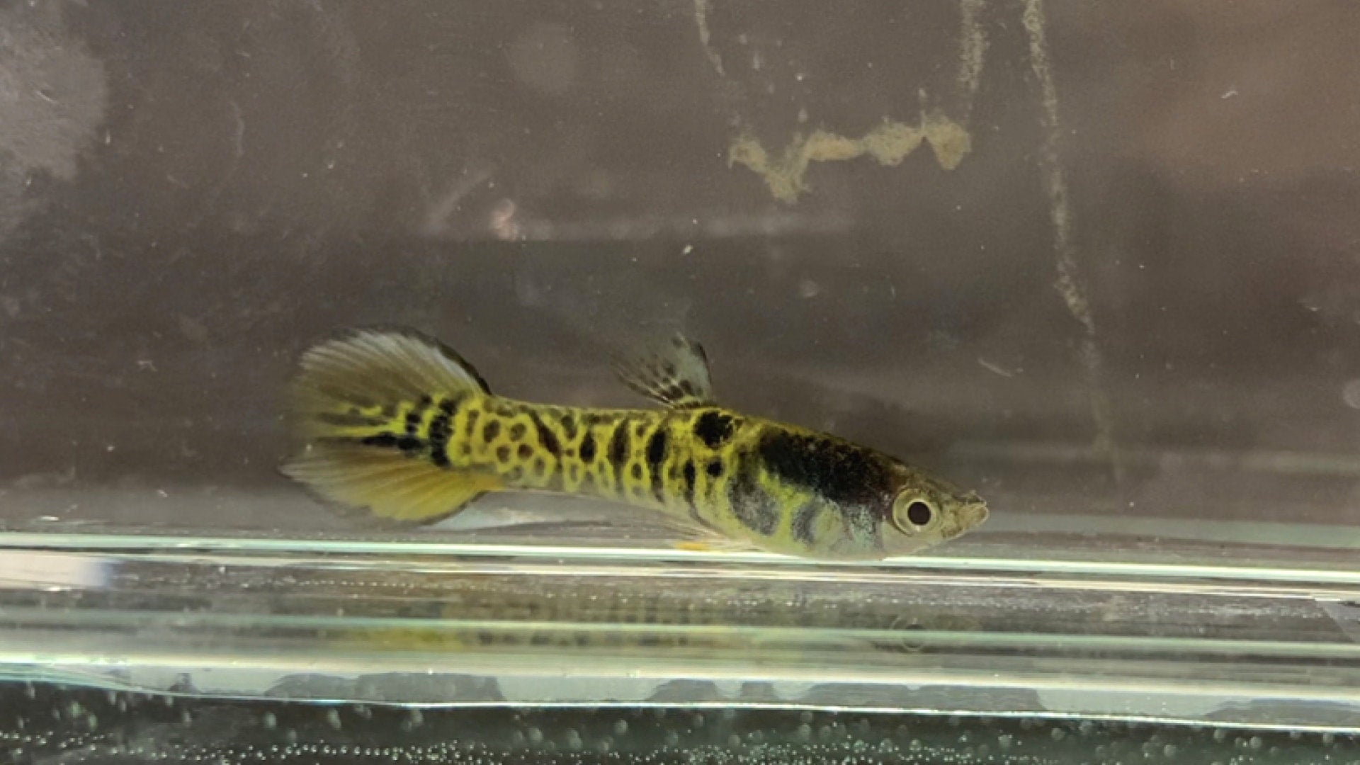 Yelllow Tiger Endler | Wild Fish Tanks