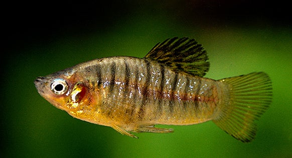 Humpback Limia (Limia nigrofasciata) | Wild Fish Tanks