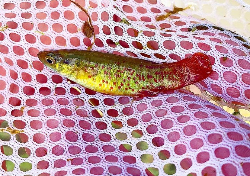 Golden Topminnow (Fundulus chrysotus Killifish)