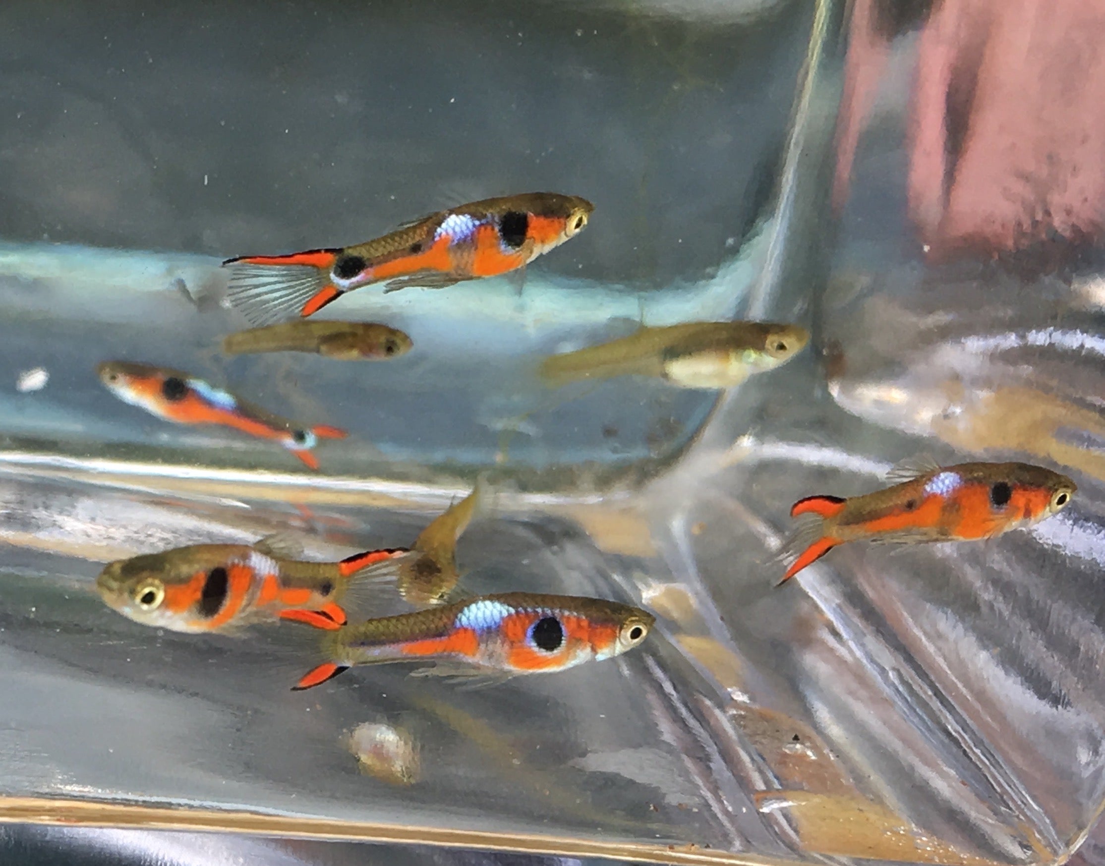 Red Chested Double Sword Tail Endler | Wild Fish Tanks