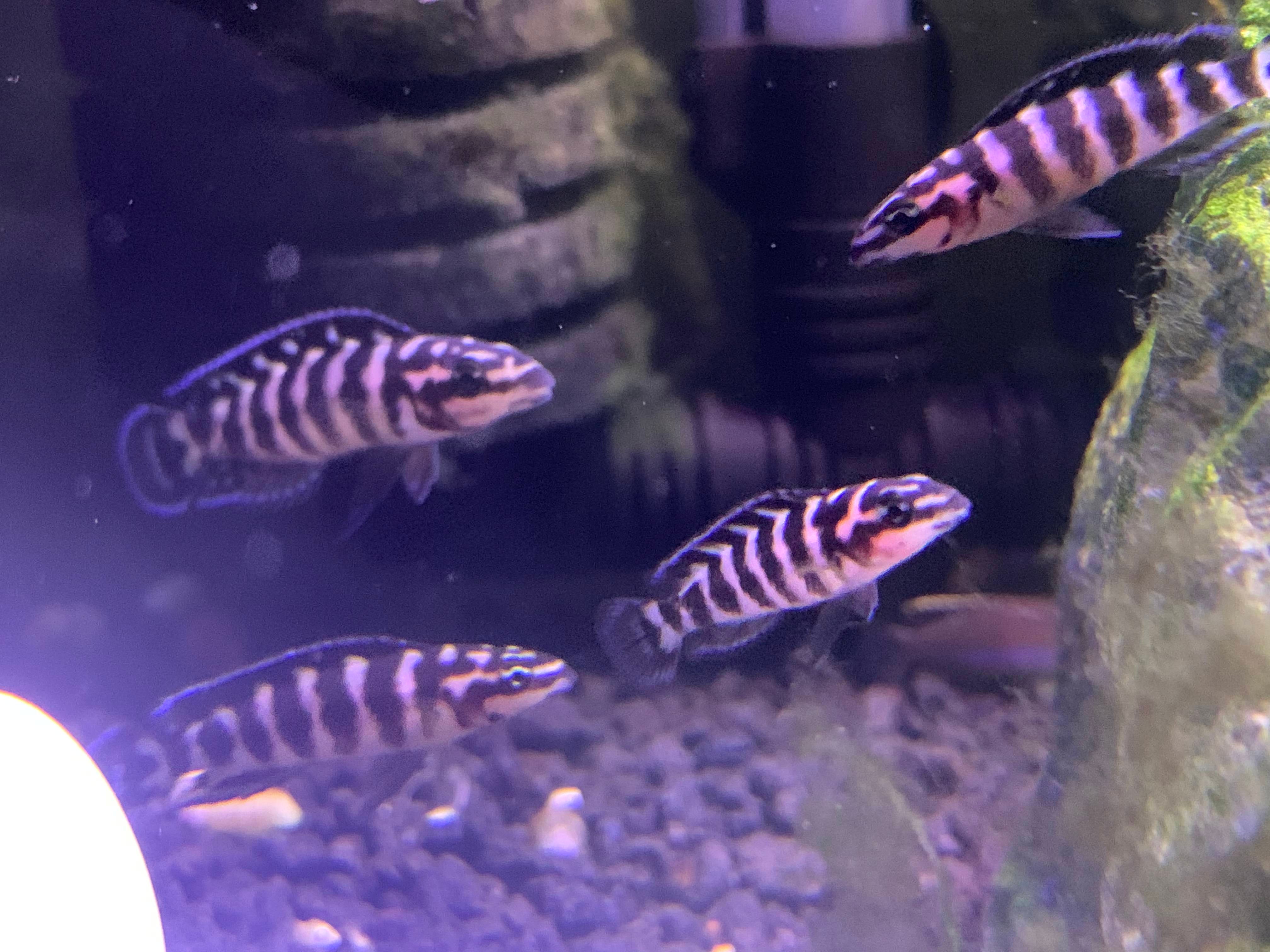 Julidochromis transcriptus Gombe (Gombi) | Wild Fish Tanks