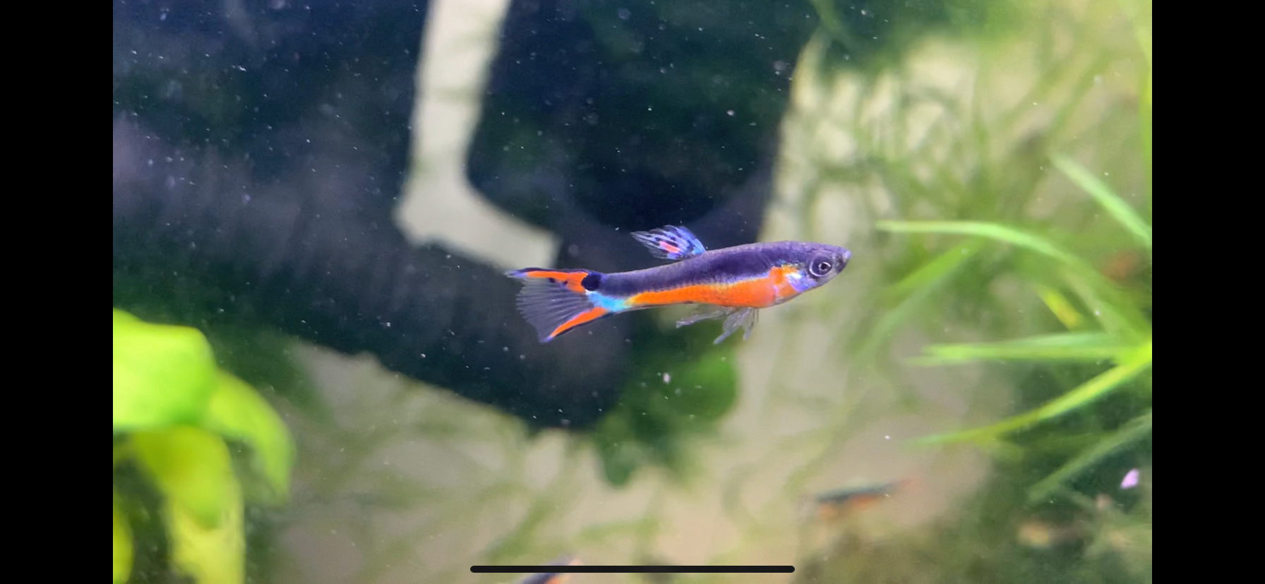 Santa Maria Bleeding Heart Endler Guppy | Wild Fish Tanks