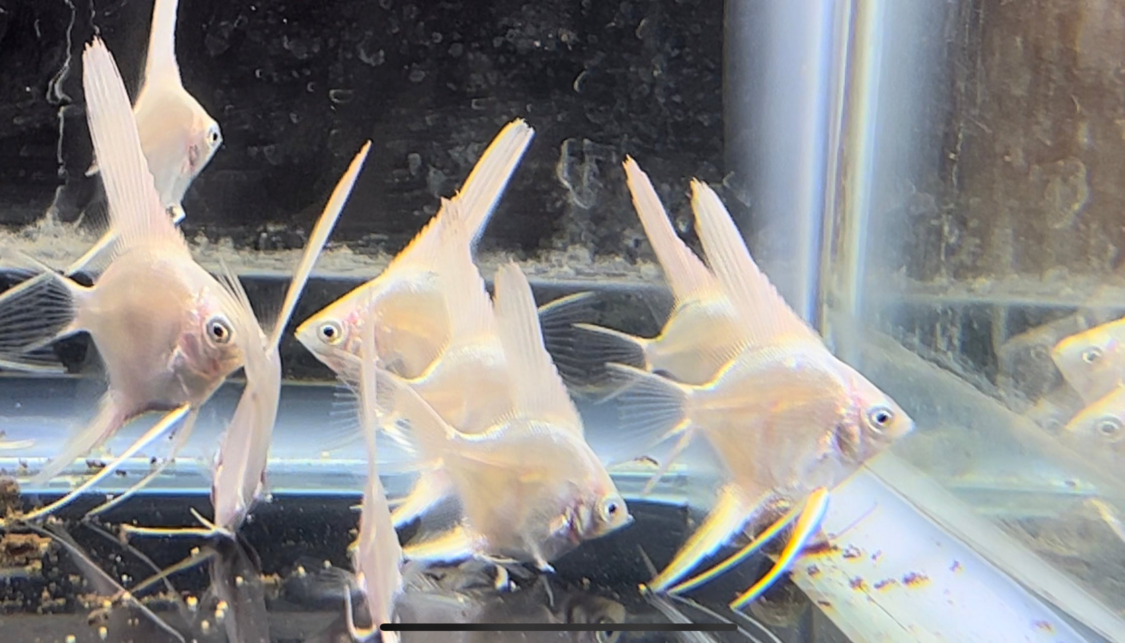 Platinum Angelfish HomeBred Tank Raised For Sale | Wild Fish Tanks