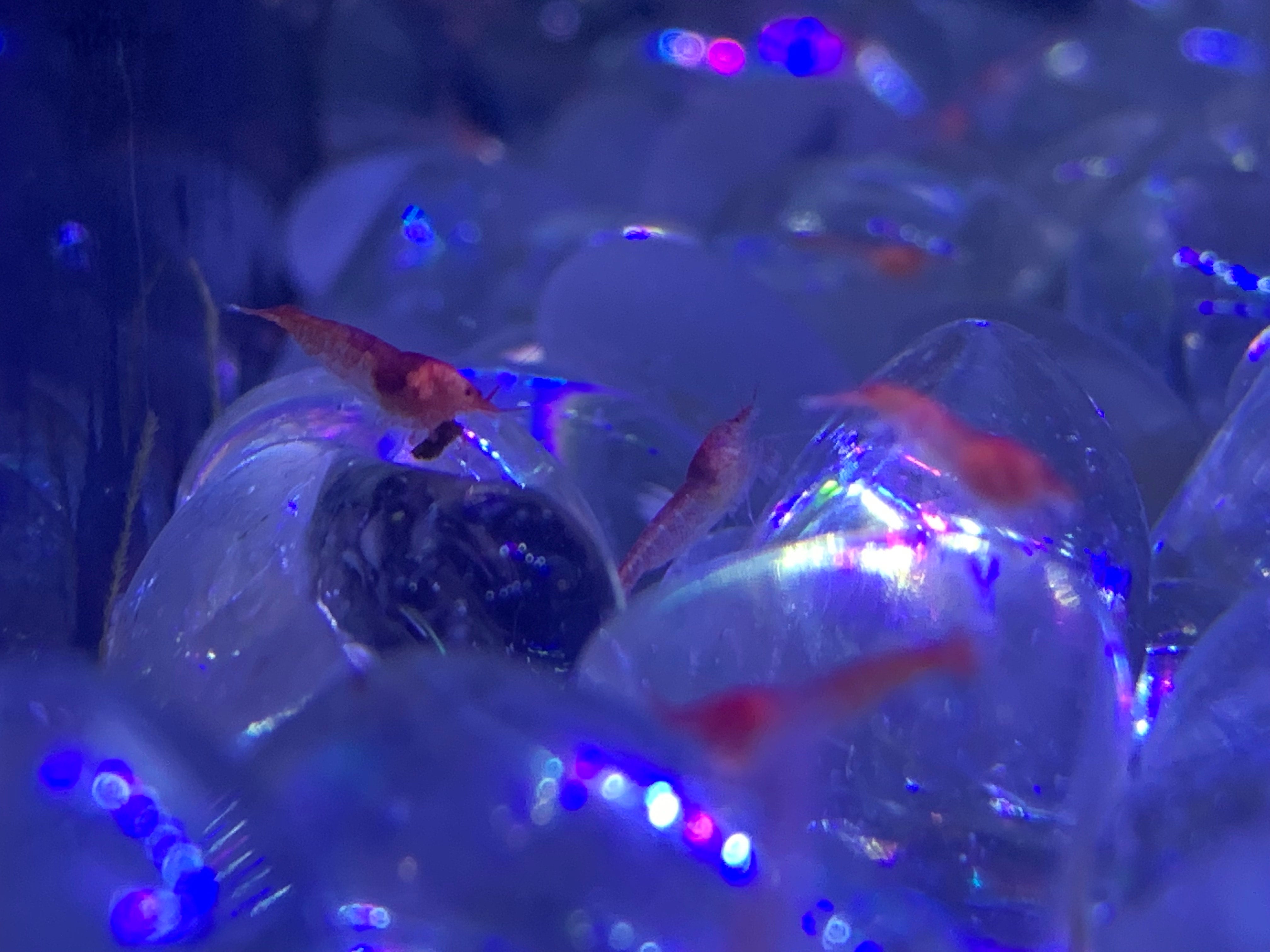 Opae Ula Hawaiian Volcano Brackish Shrimp For Sale | Wild Fish Tanks