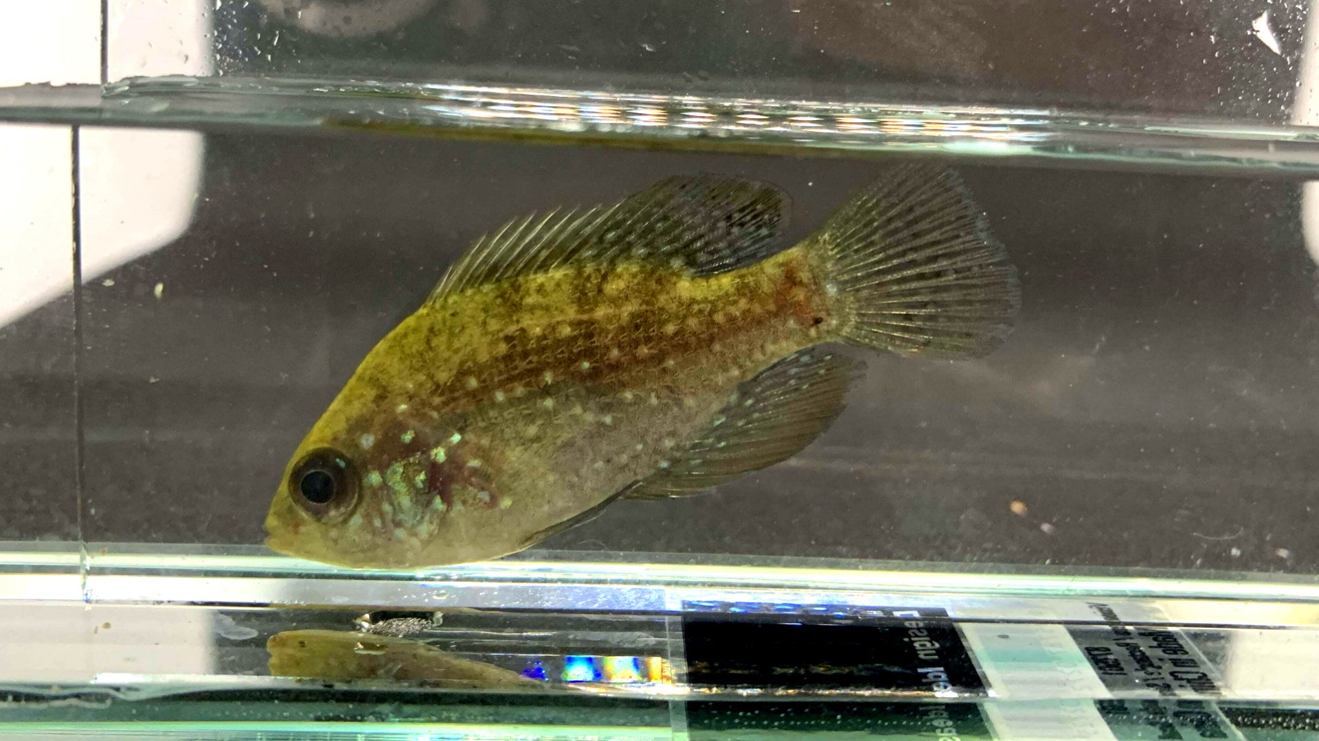 Bluespotted Sunfish (Enneacanthus gloriosus) for sale | Wild Fish Tanks