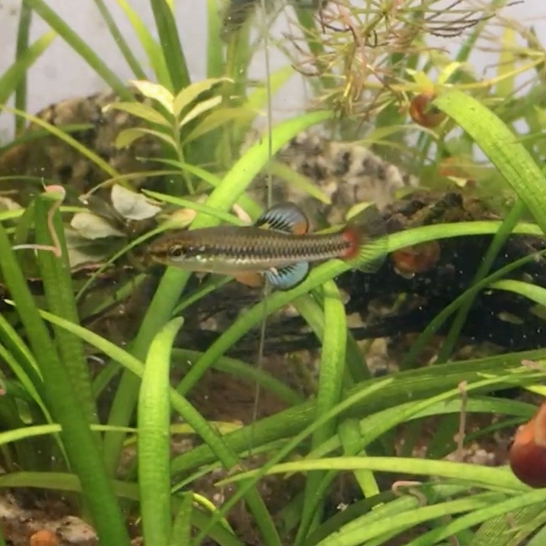 Bluefin Killifish | Wild Fish Tanks