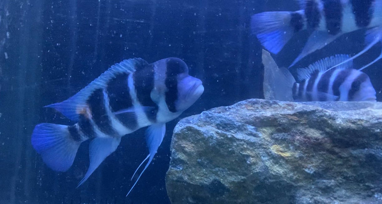 Burundi Frontosa For sale | Wild Fish Tanks