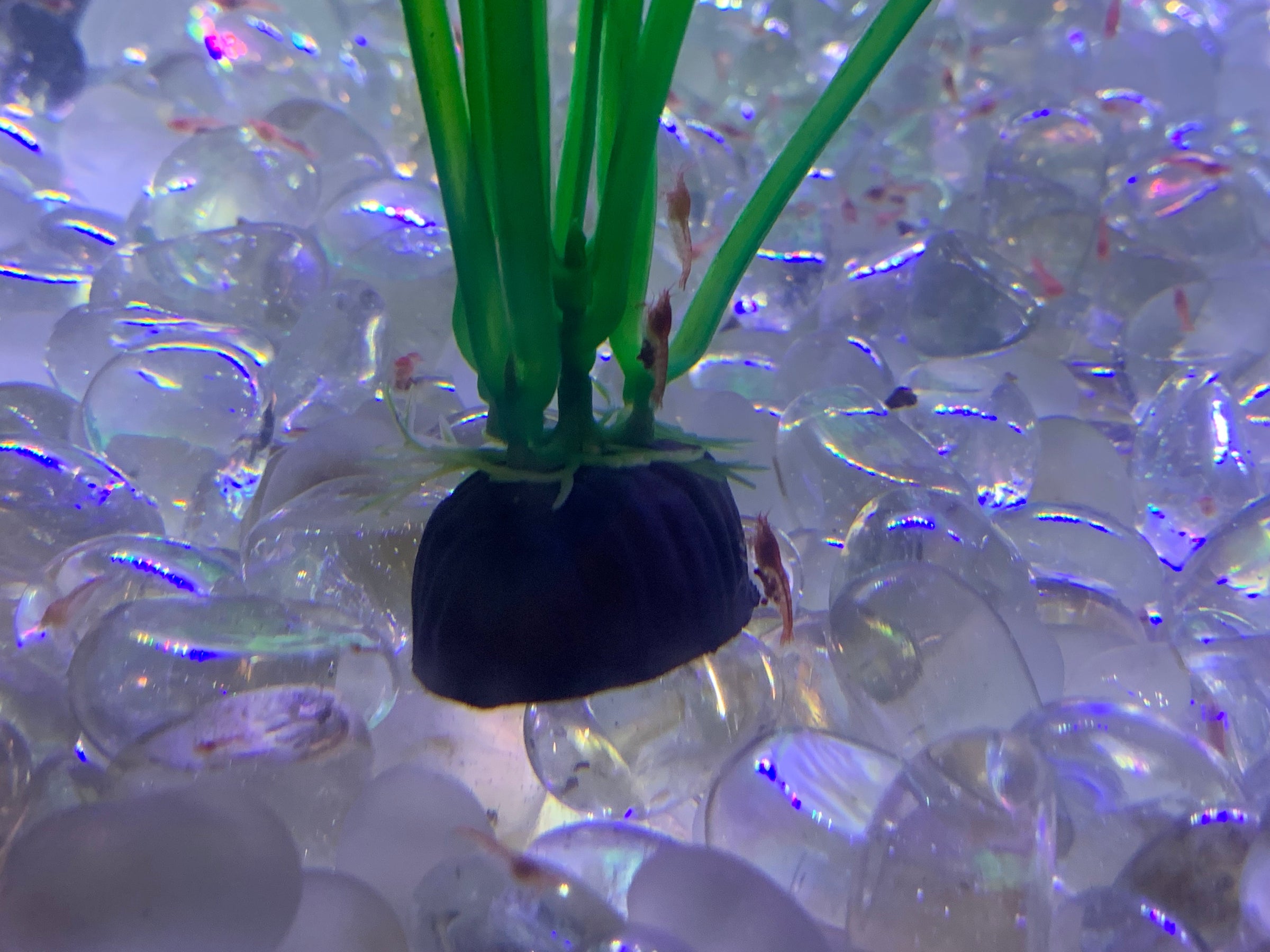 Opae Ula Hawaiian Volcano Brackish Shrimp For Sale | Wild Fish Tanks