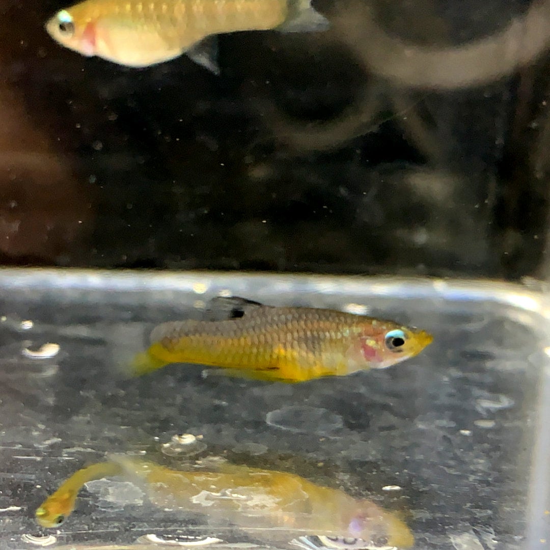 Yellow Belly Cuban Livebearer | Wild Fish Tanks