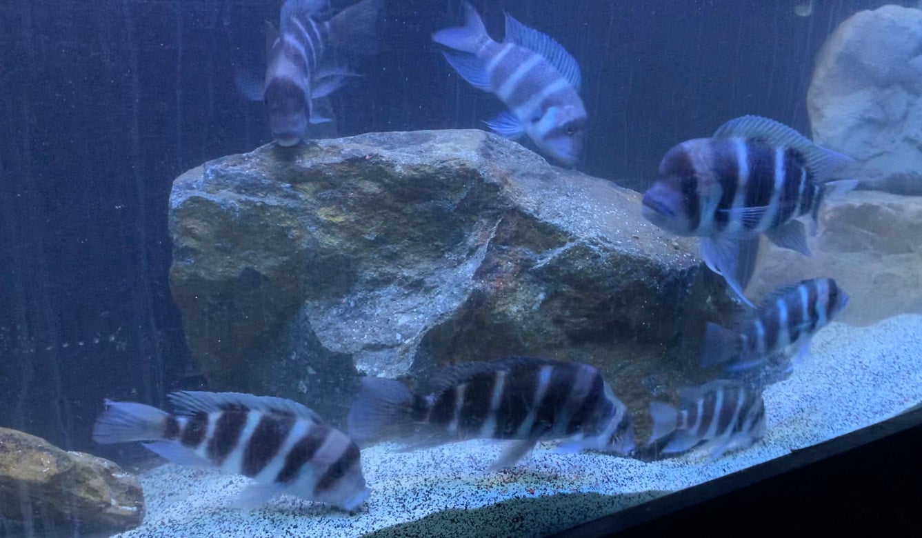 Burundi Frontosa For sale | Wild Fish Tanks