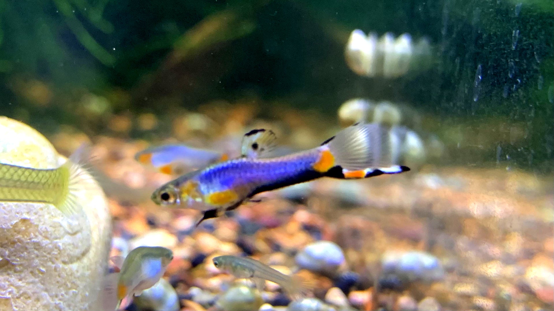 Blue Star Endler | Wild Fish Tanks