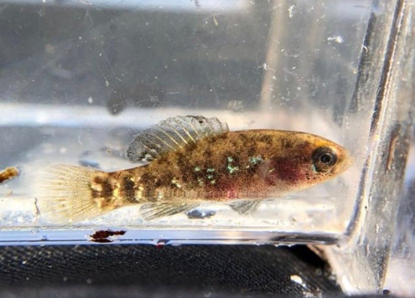 Elassoma evergladei - Everglades Pygmy Sunfish for sale | Wild Fish Tanks