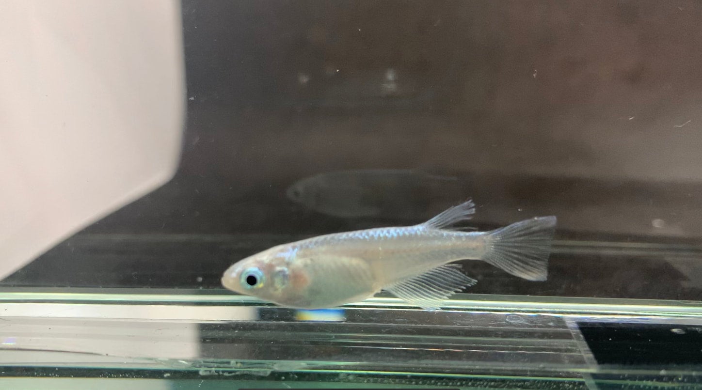 Platinum Japanese Rice Fish (Medaka) (oryzias latipes) | Wild Fish Tanks