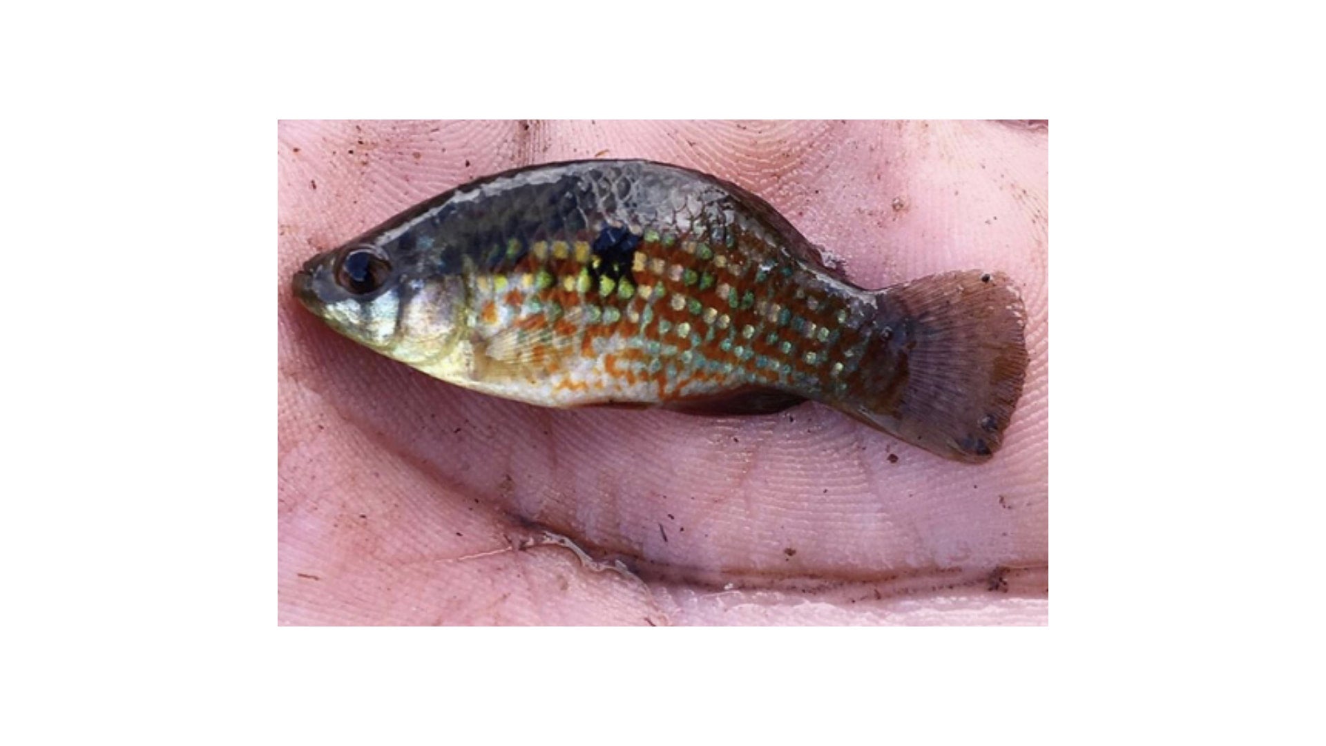 Florida Flag Fish (Jordanella floridae) | Wild Fish Tanks