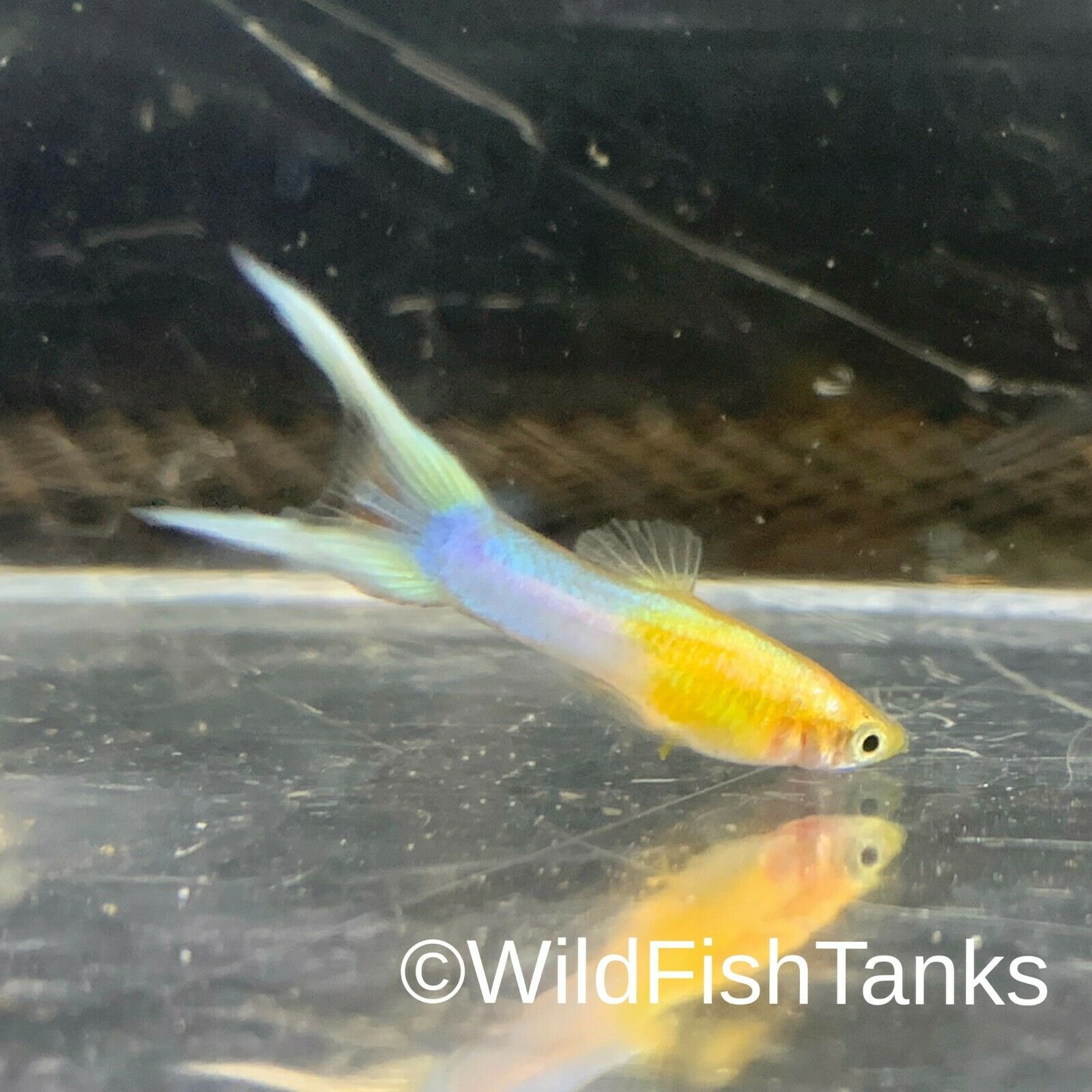 Japan Blue Gold Double Swordtail Guppy | Wild Fish Tanks