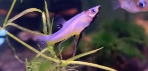 Wild Type Livebearers | Wild Fish Tanks