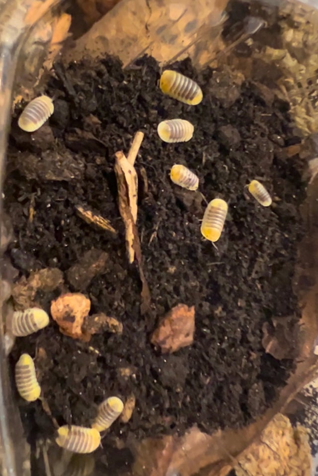 Isopods For Sale | Wild Fish Tanks
