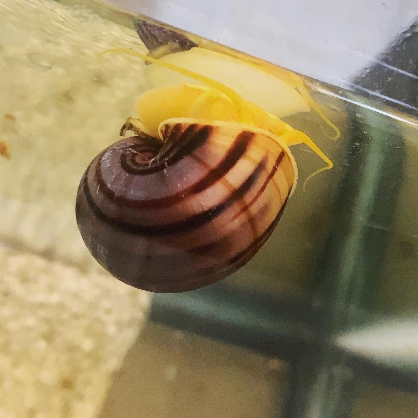 Magenta Mystery Snail | Wild Fish Tanks
