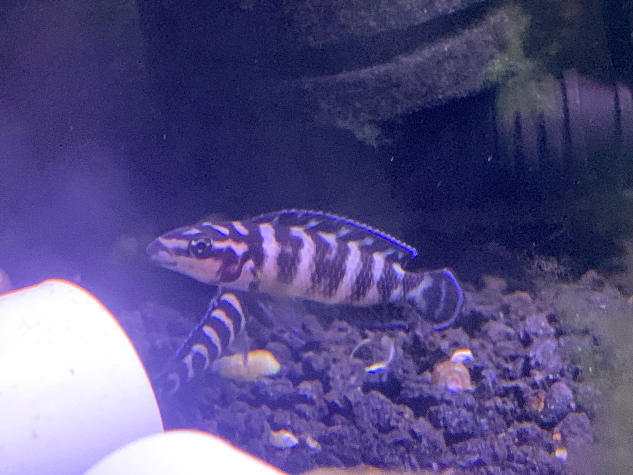 Julidochromis Transcriptus
