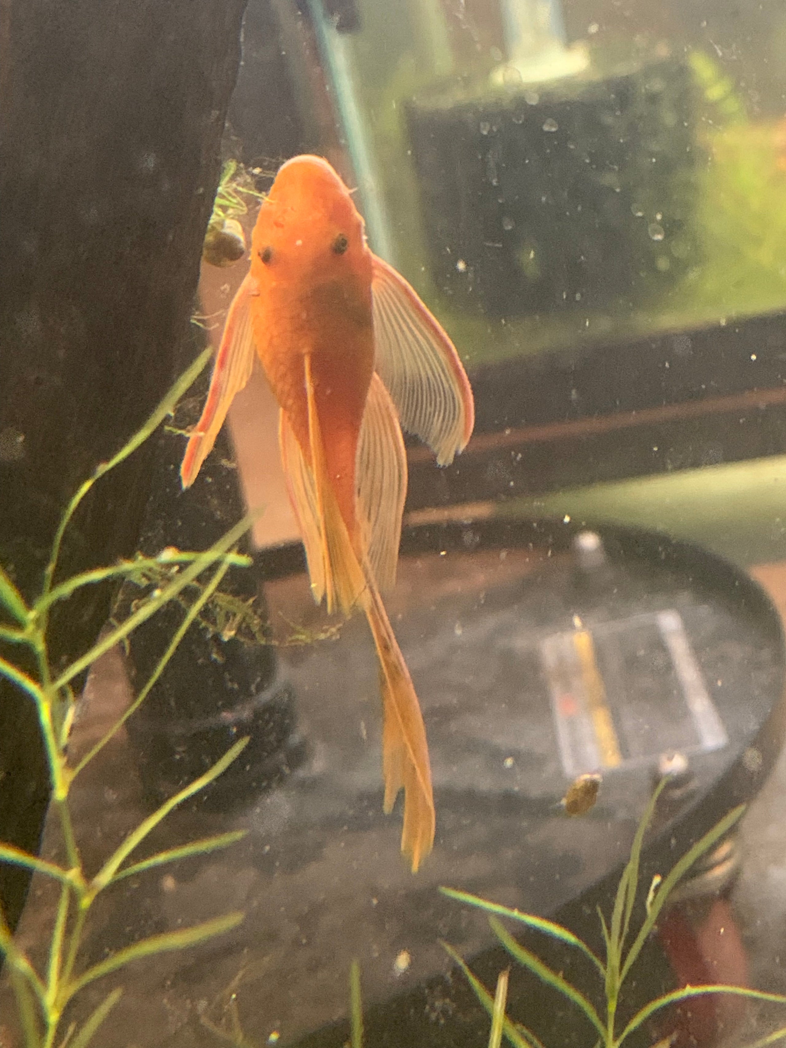 Longfin Super Red Bushynose Pleco (Bristlenose) | Wild Fish Tanks