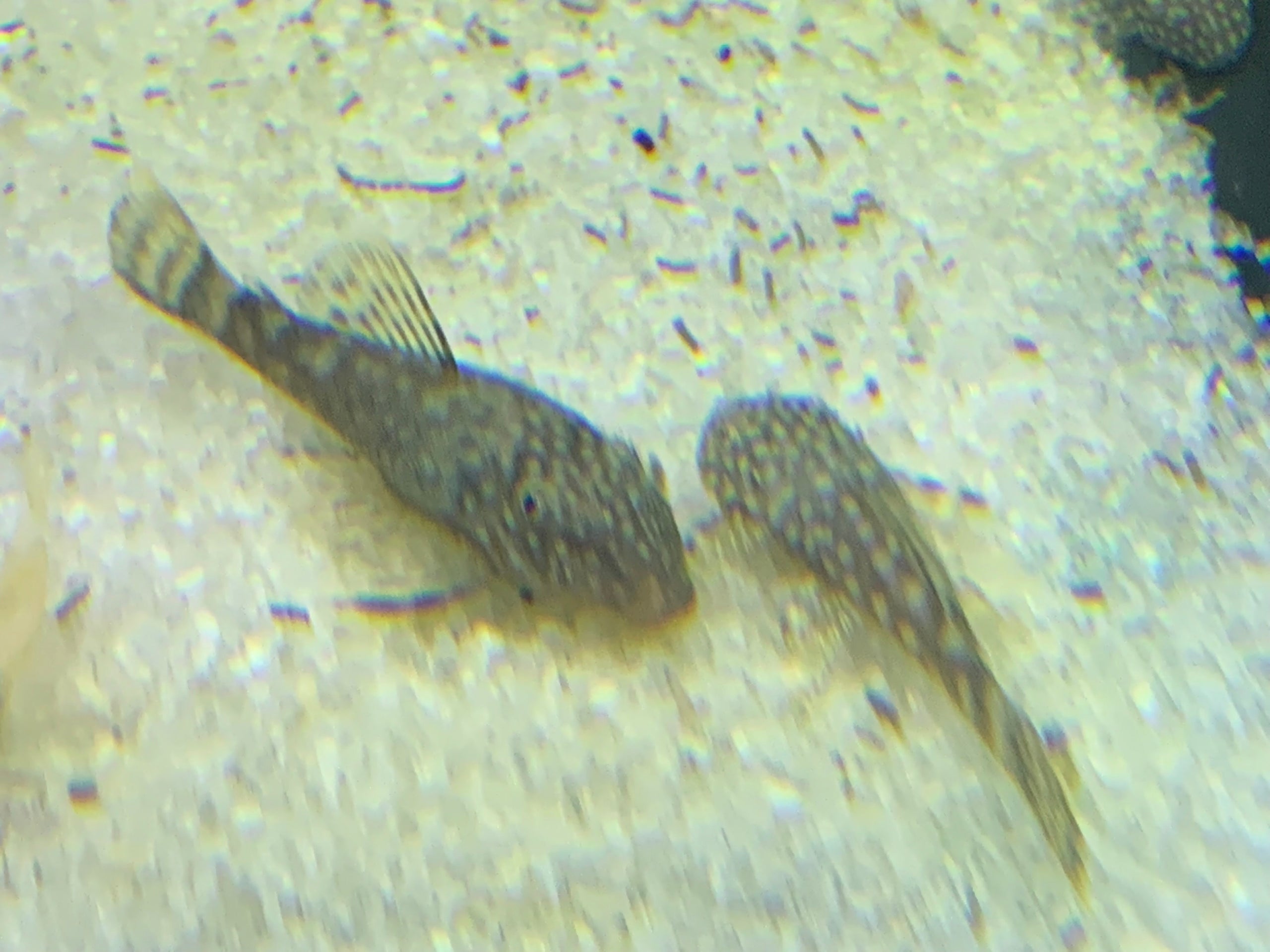 Male Chocolate Bushynose Pleco For Sale | Wild Fish Tanks