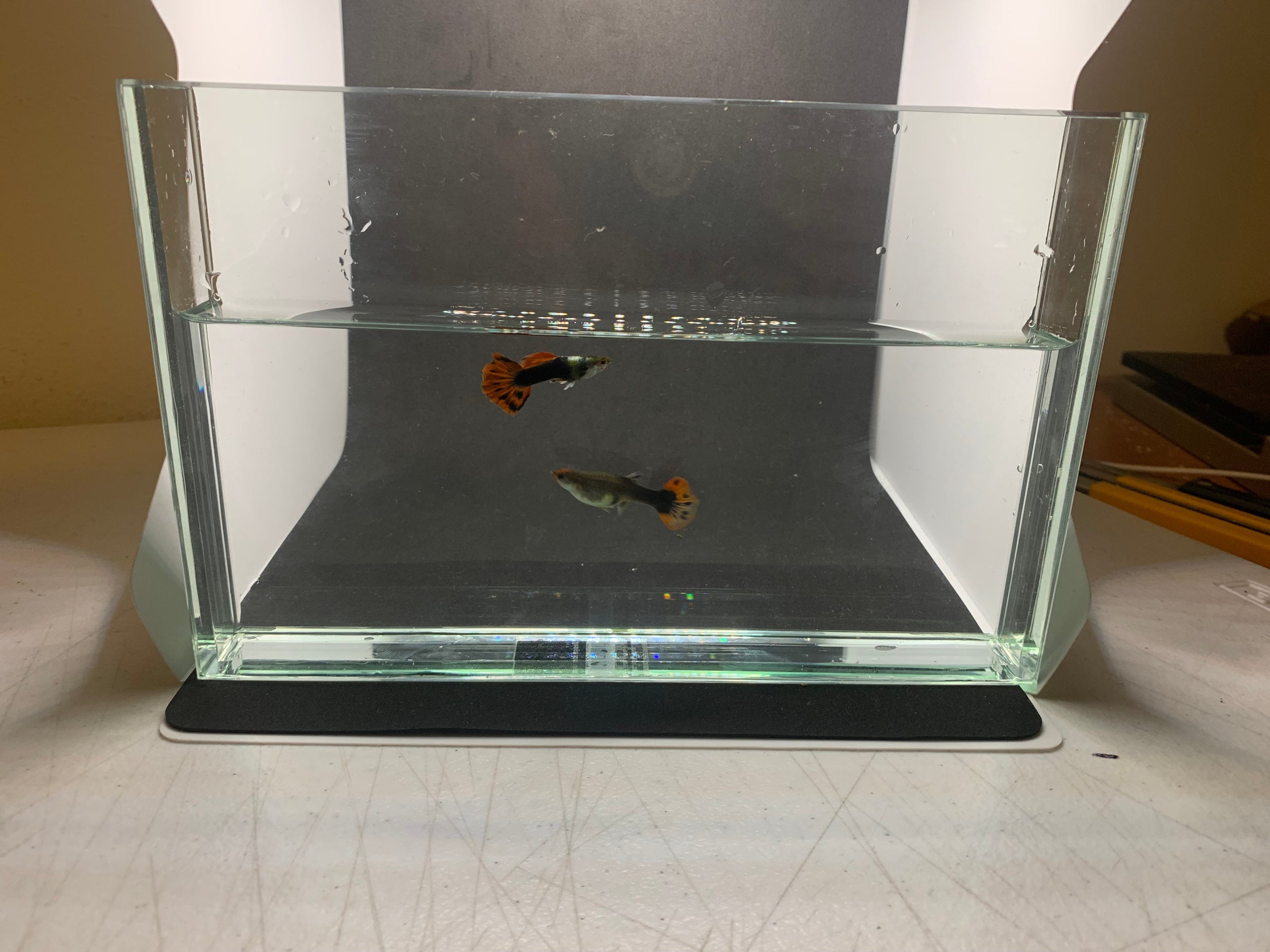 Glass Photo Tank for Fish | Wild Fish Tanks