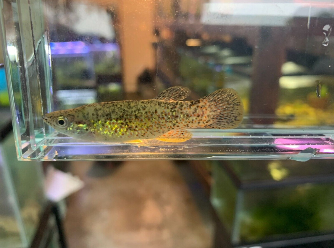 Glass Photo Tank for Fish | Wild Fish Tanks