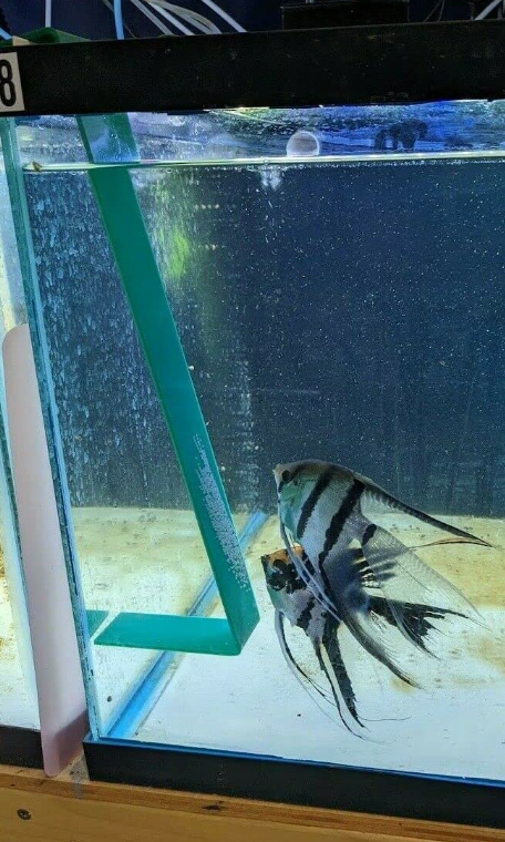 Angelfish and Discus Breeding Slate | Wild Fish Tanks