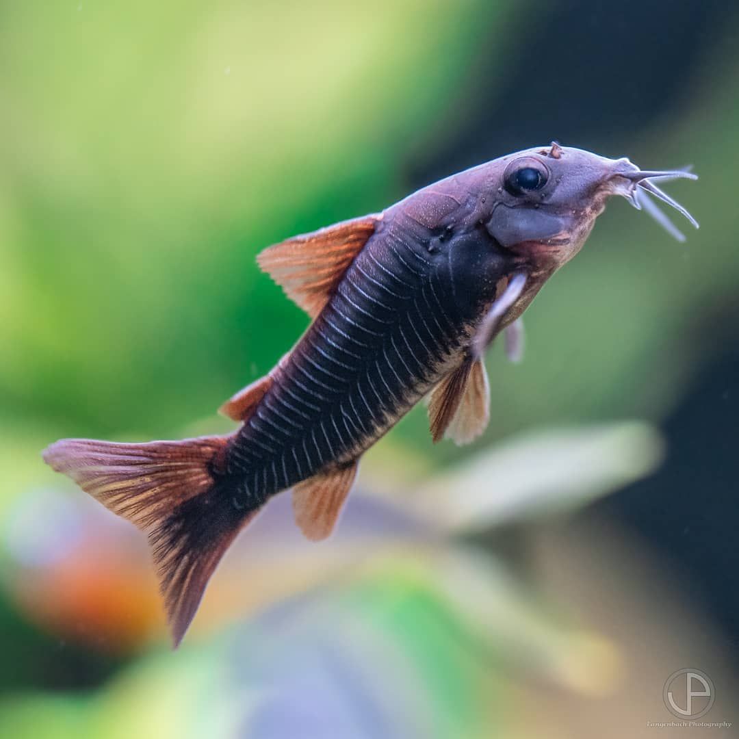 Black Corydoras Schultzei For Sale - Black Cory Cats Tank Raised | Wild ...