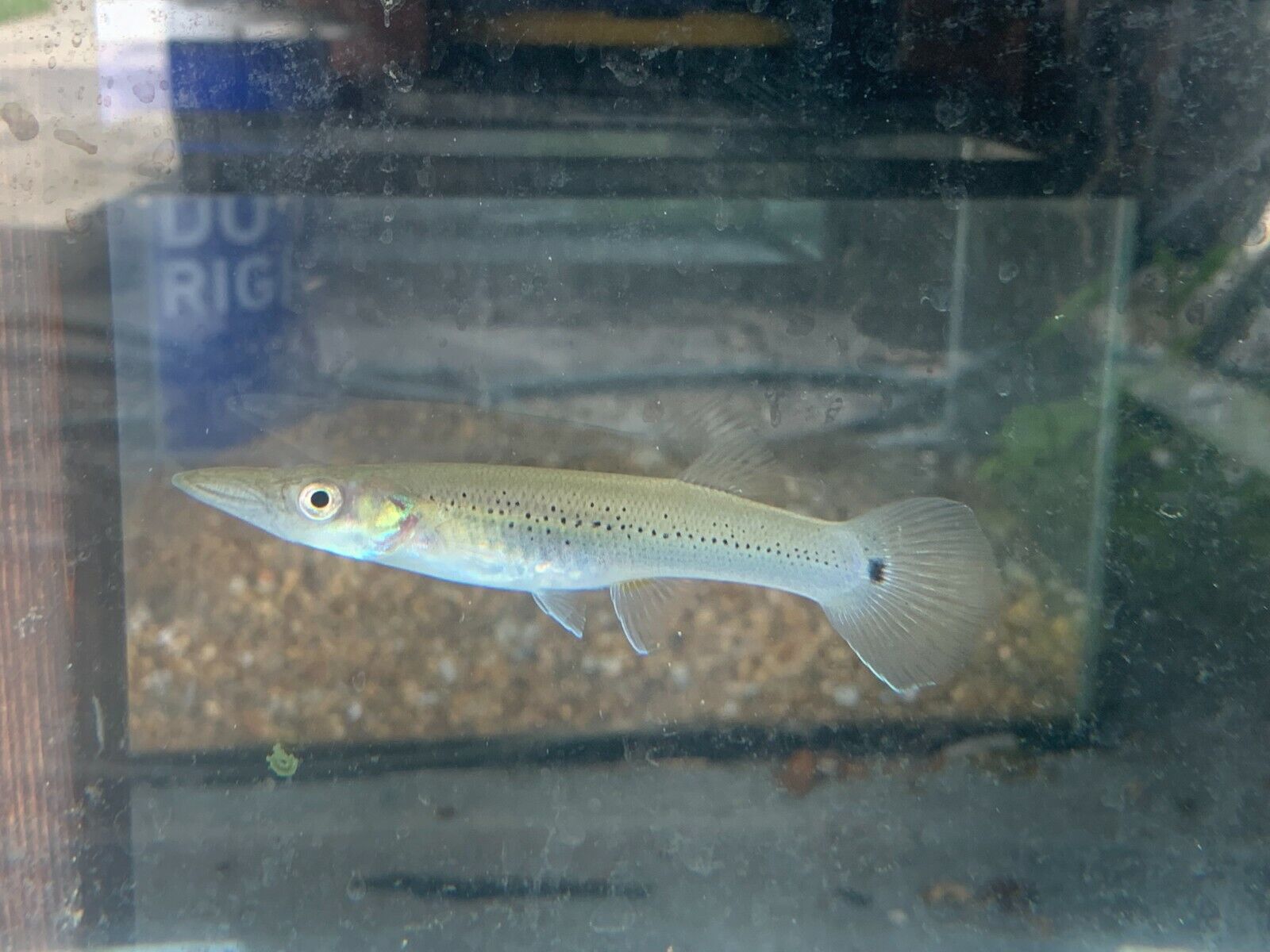 Pike Livebearer (Belonesox belizanus) | Wild Fish Tanks