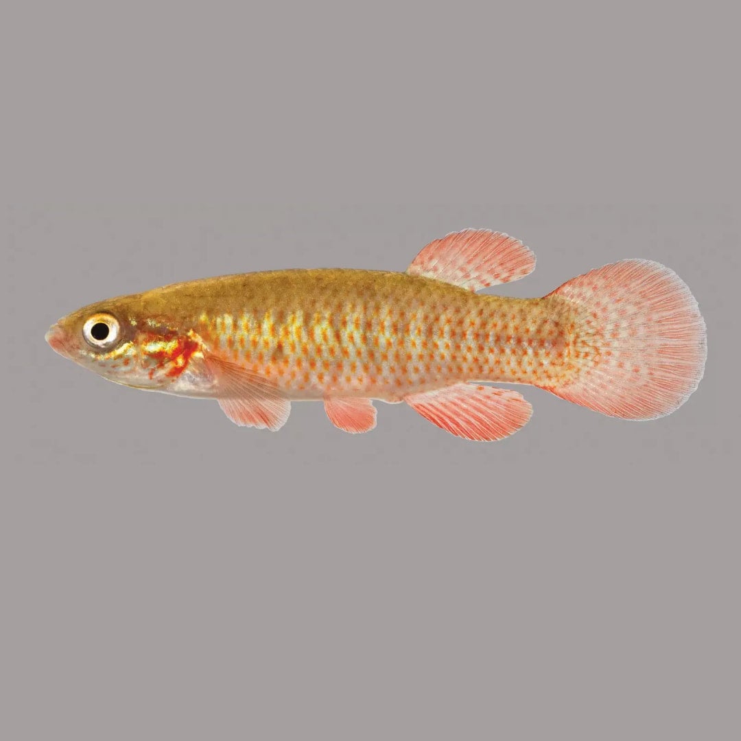 Pygmy Killifish