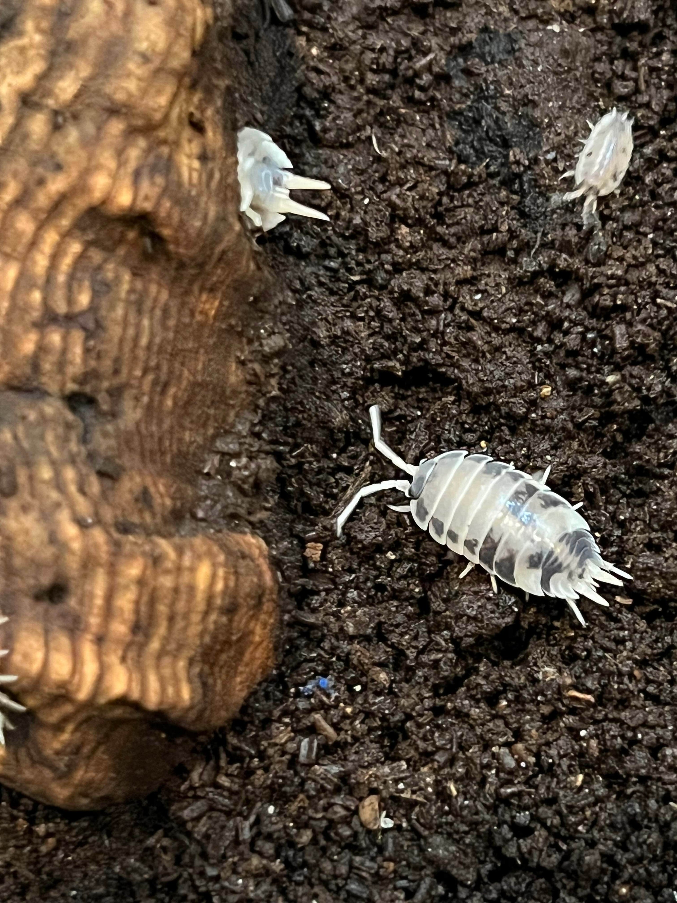 Diary Cow Isopods For Sale (Porcellio laevis) | Wild Fish Tanks