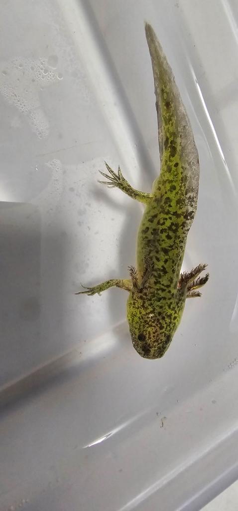 GFP Axolotls (Glow in the dark) | Wild Fish Tanks