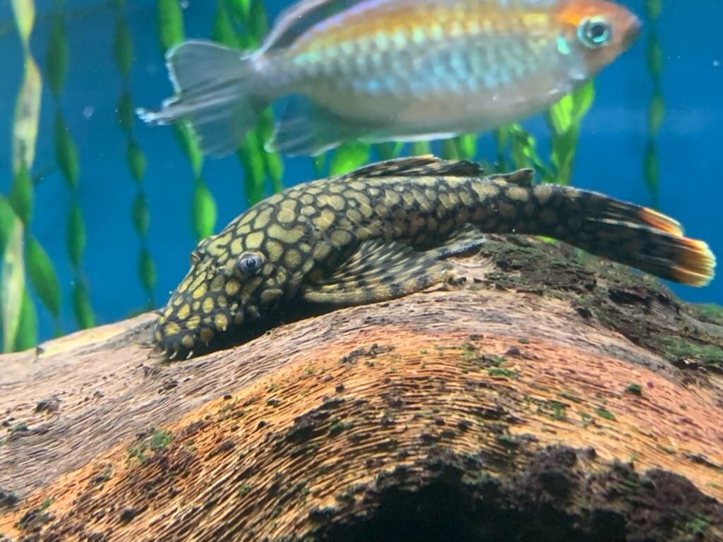 Ancistrus Wabenmuster Pleco (Honeycomb) | Wild Fish Tanks