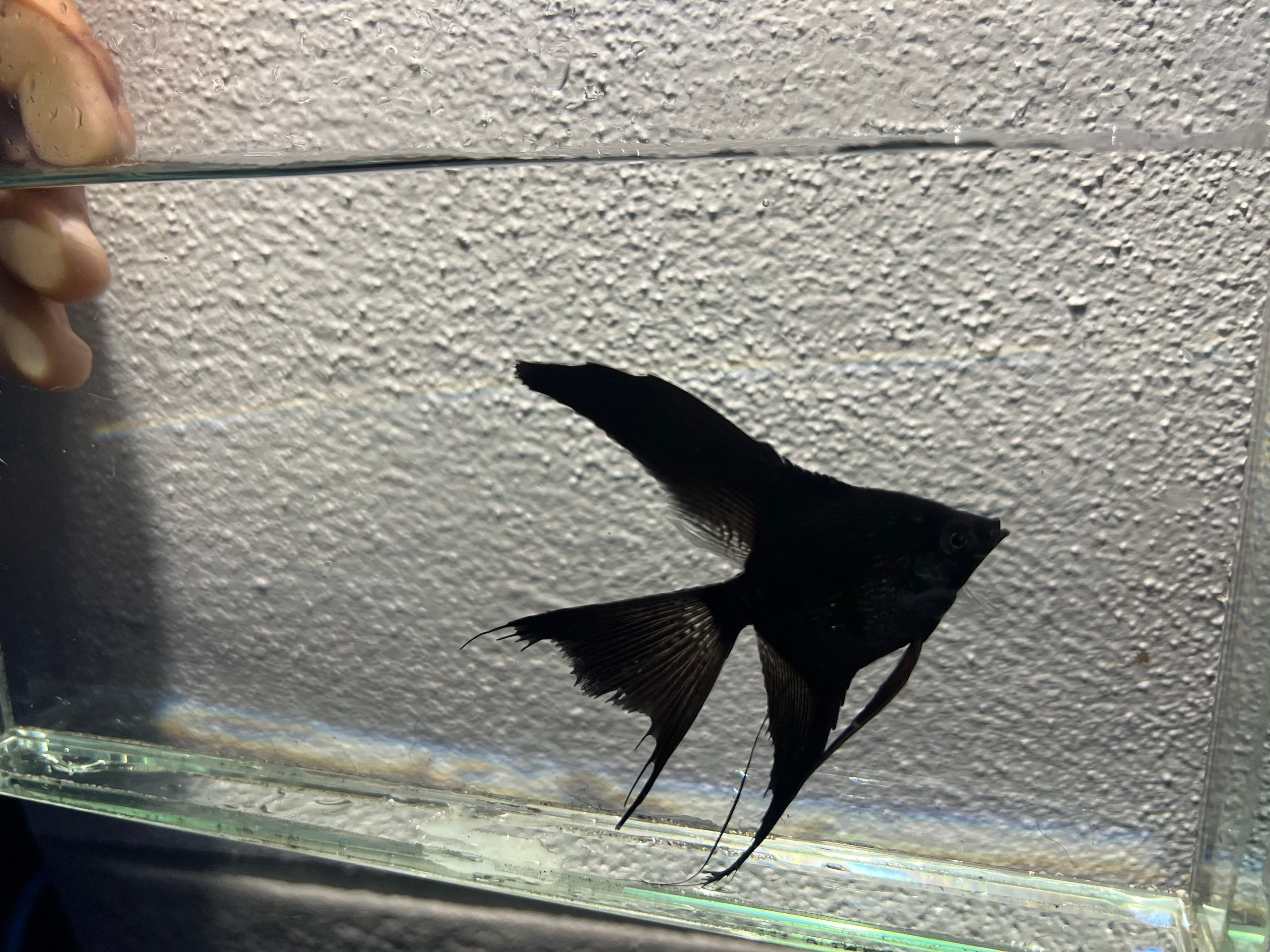 Double Black Veiltail Angelfish | Wild Fish Tanks