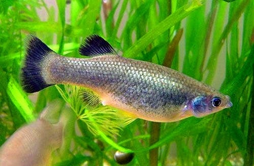 Blackfin Goodeid (Goodea Atripinnis) | Wild Fish Tanks