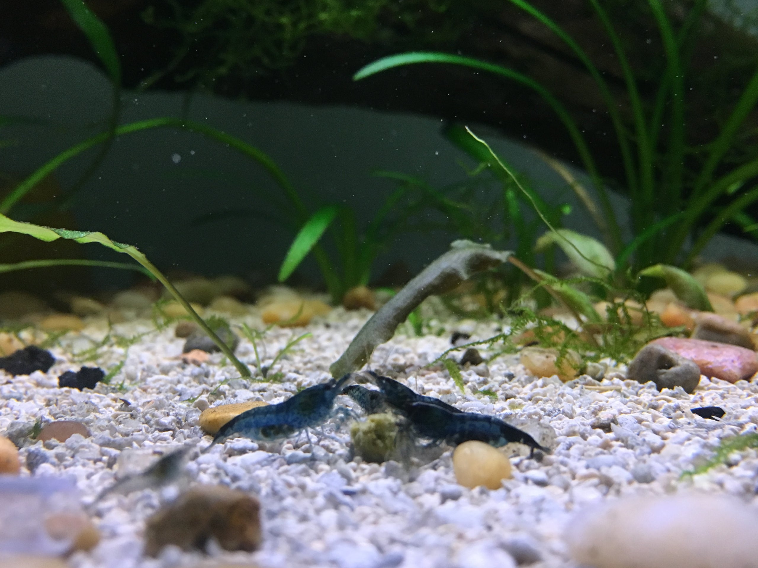 blue dream shrimp neocaridina $ 4 . 50 $ 40 . 00
