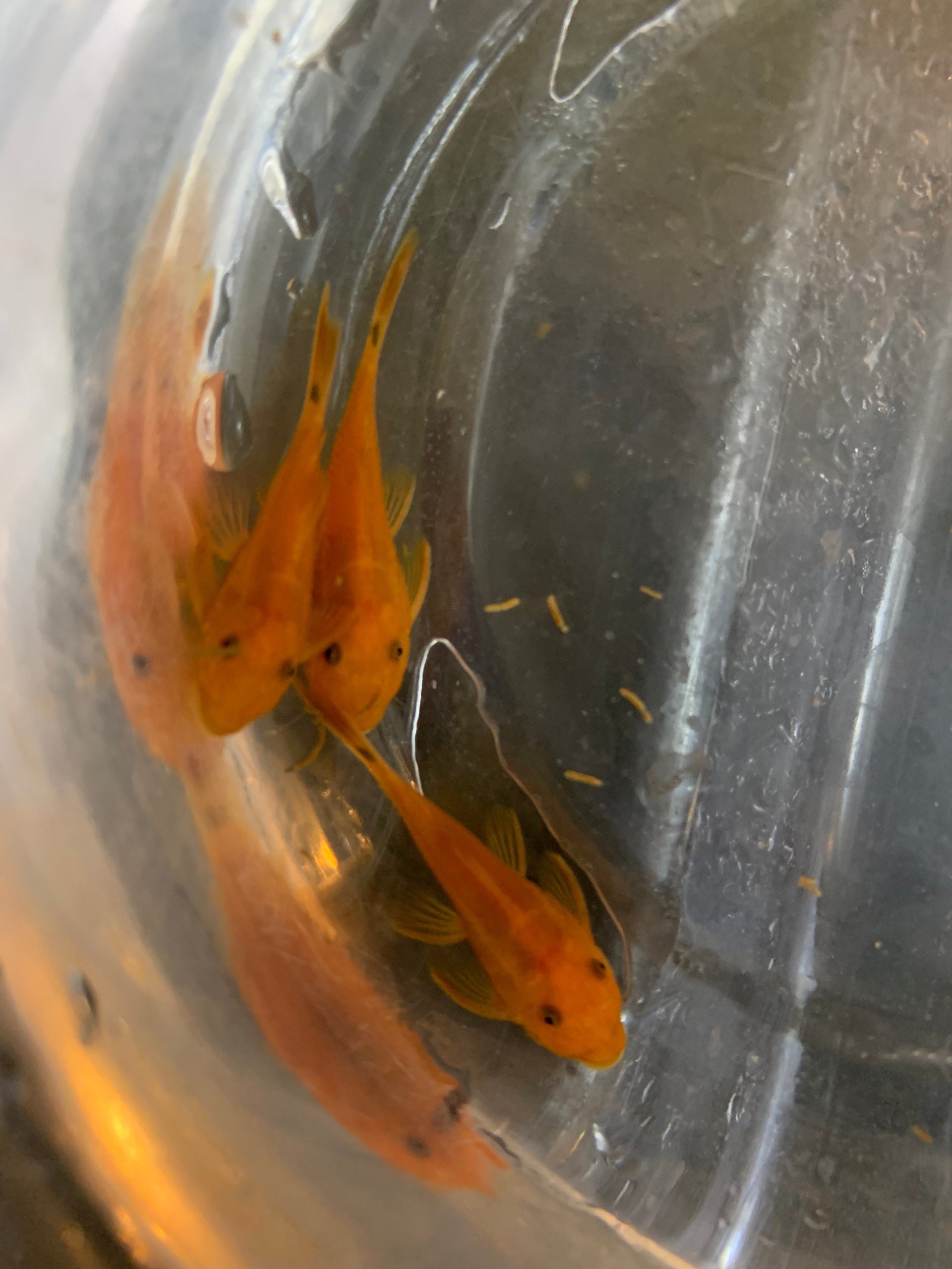 super red bristlenose bushynose pleco $ 15 . 99 $ 44 . 99 out of stock