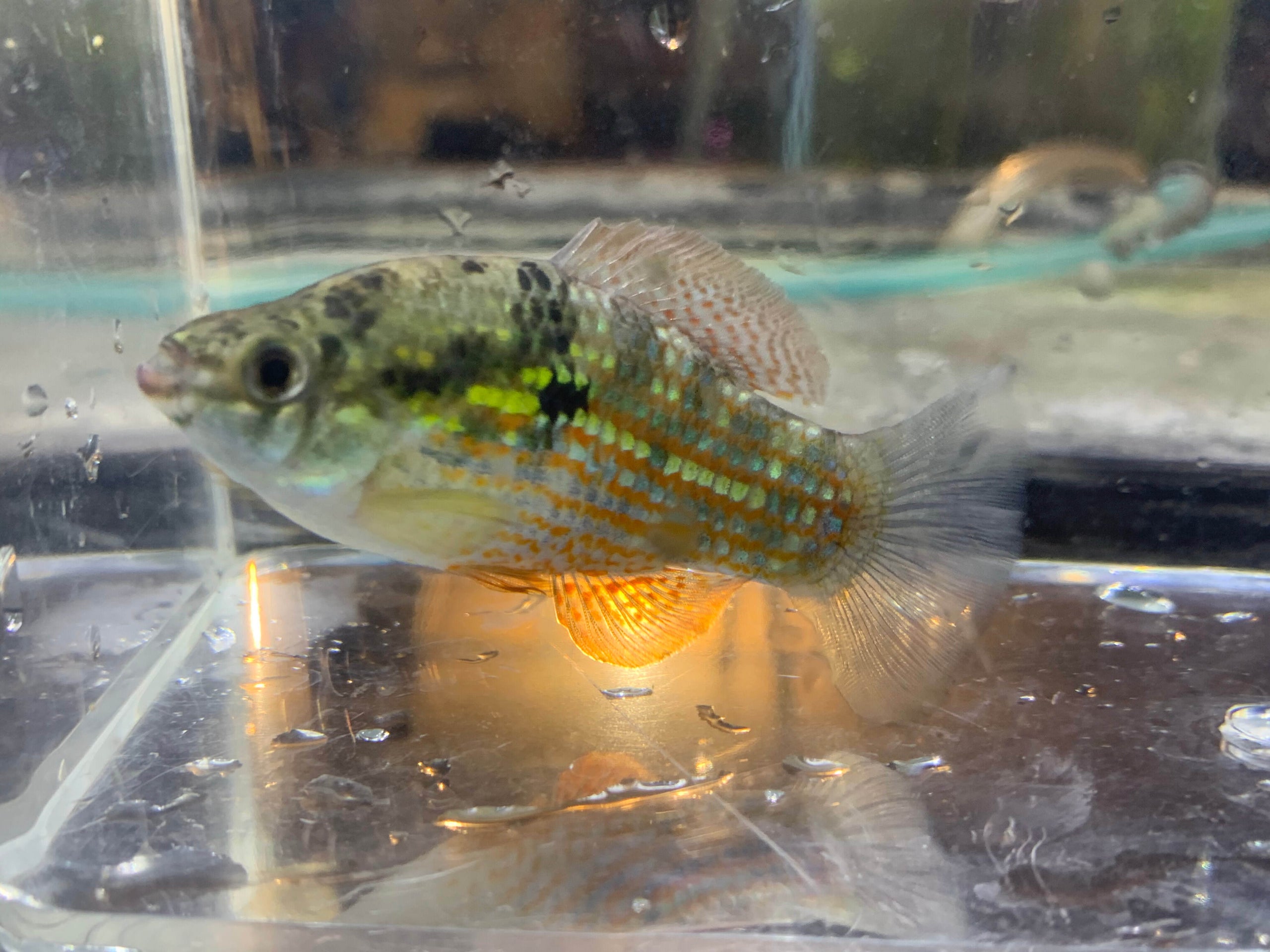 Florida Flag Fish (Jordanella floridae) | Wild Fish Tanks