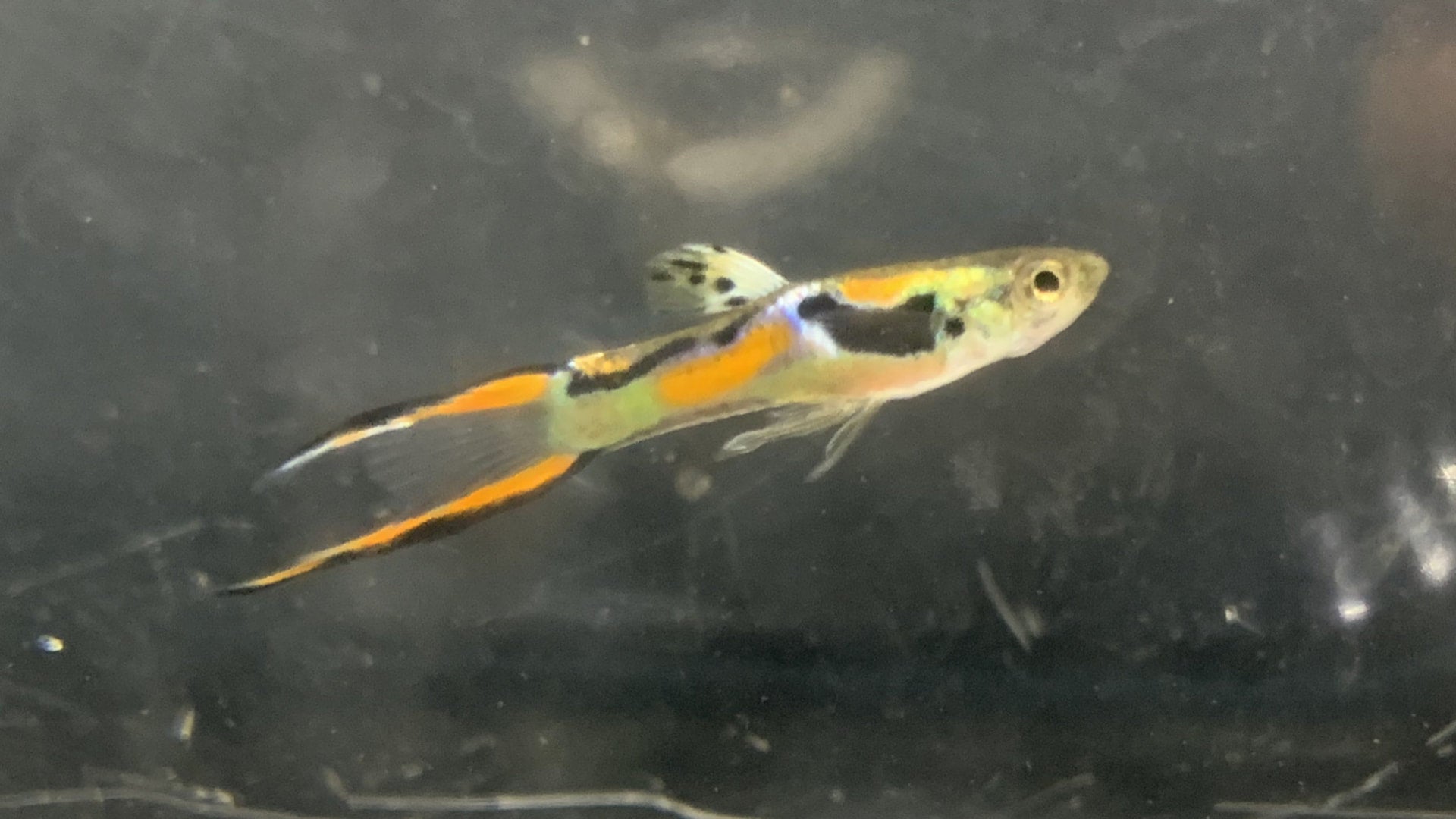 Black Bar Endler | Wild Fish Tanks