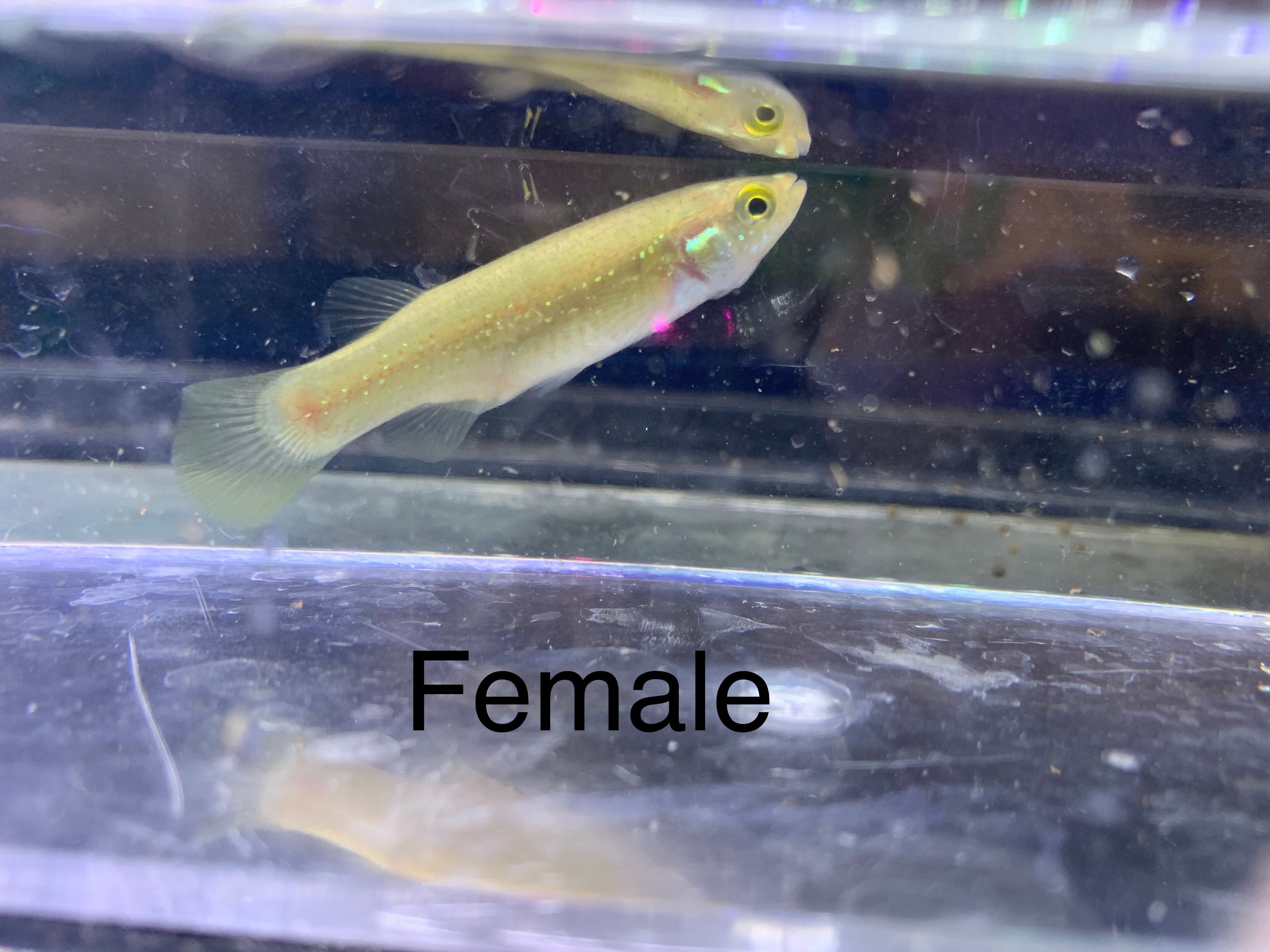 Golden Topminnow | Wild Fish Tanks