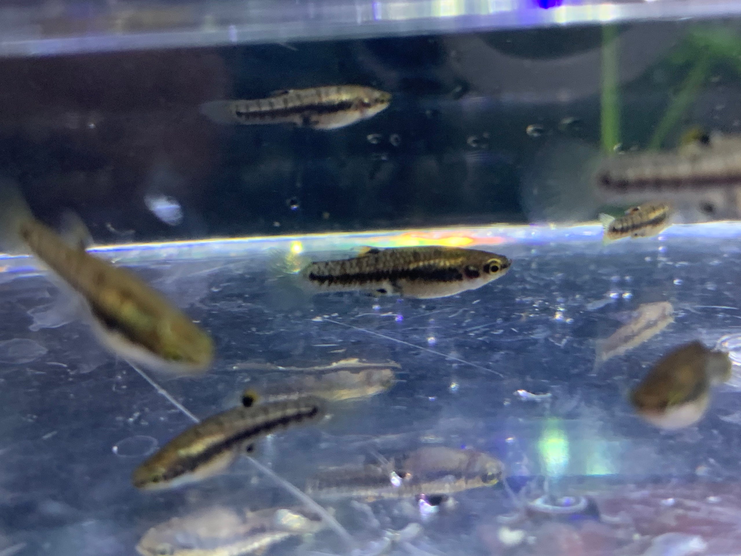 least killifish heterandria formosa 1m 2f trio $ 15 . 99