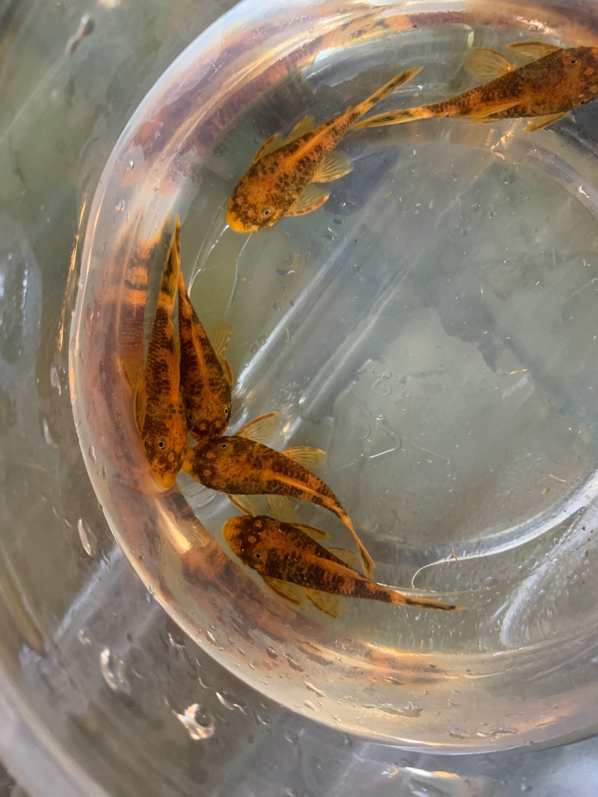 Marble Calico Bristlenose (Bushynose) Pleco