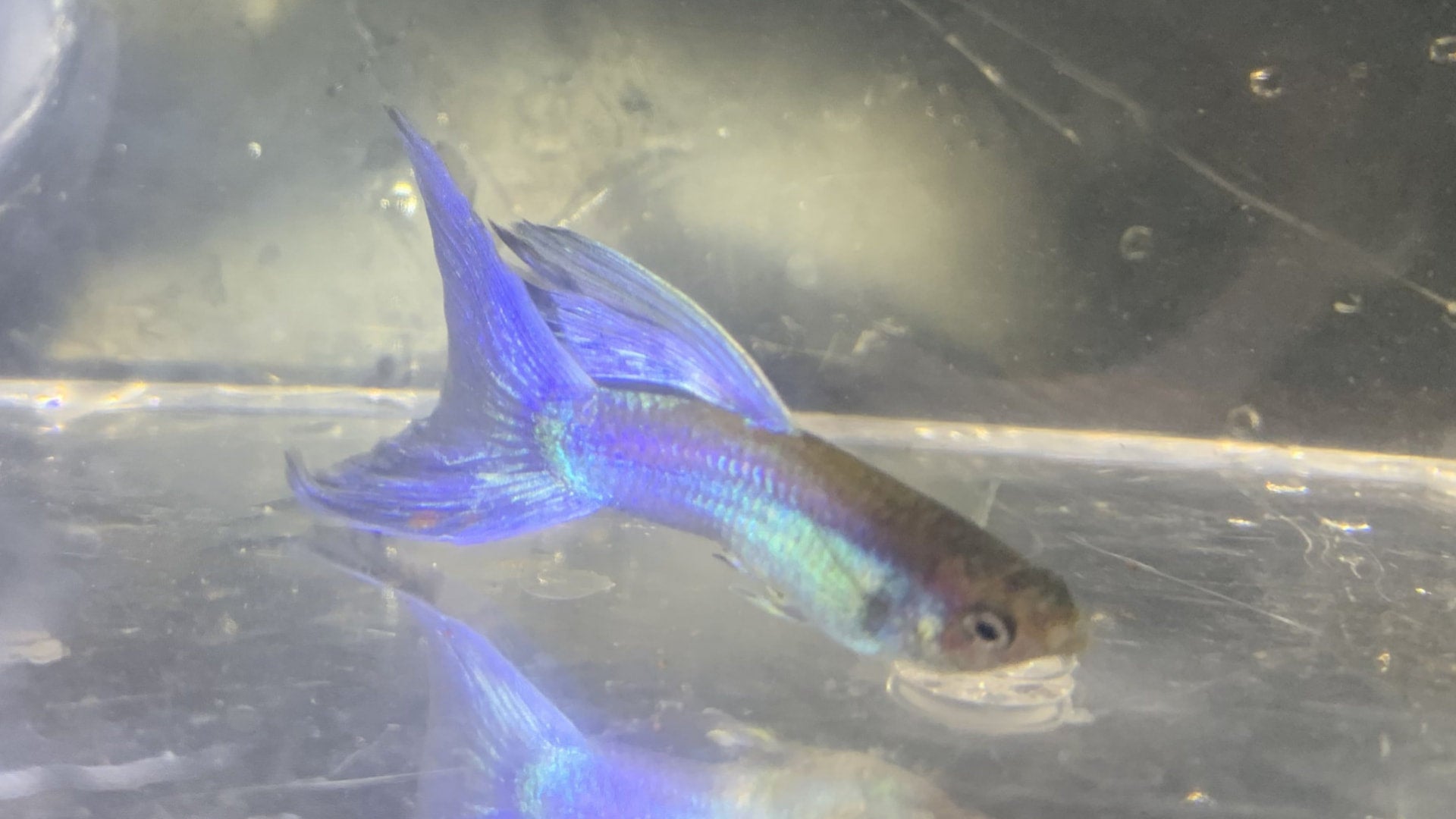 IFGA Purple Moscow Guppies | Wild Fish Tanks