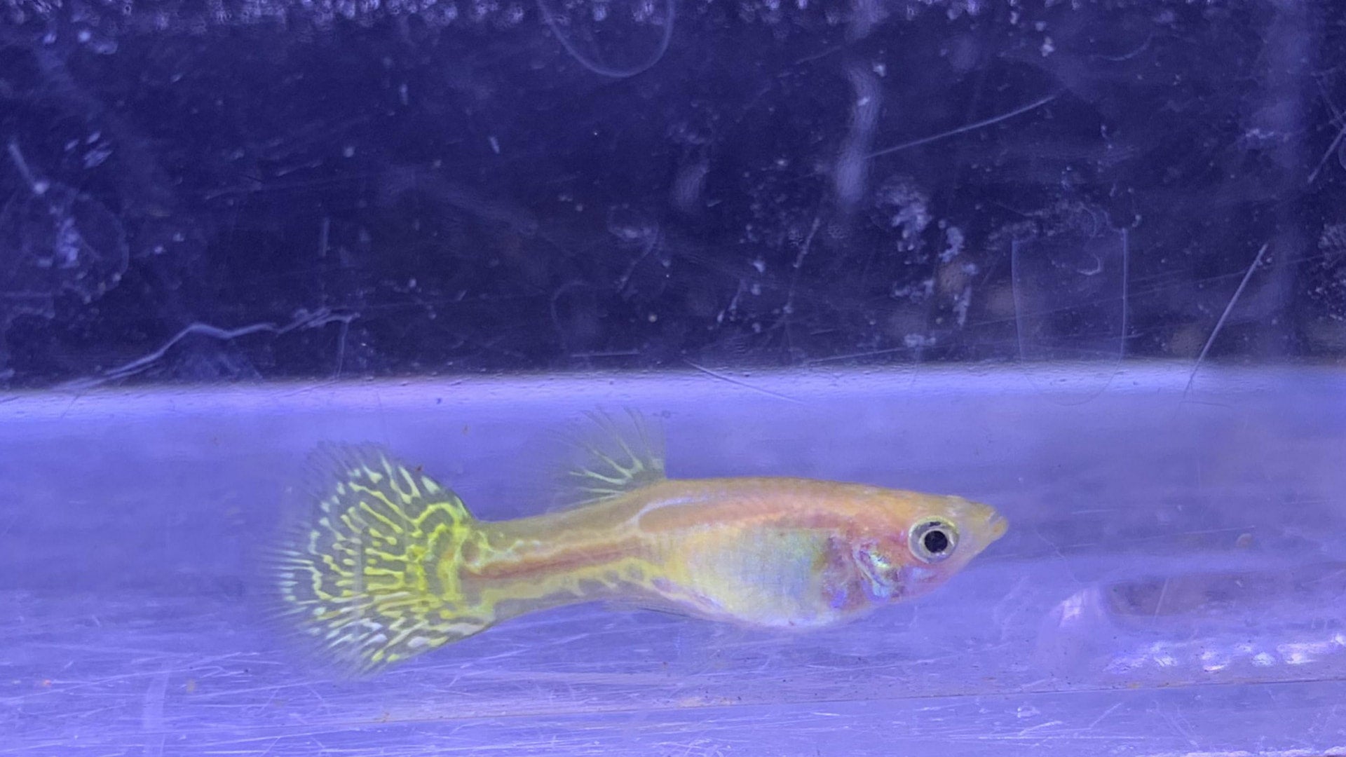 Yellow Cobra Guppy (Male/Female Pair) | Wild Fish Tanks