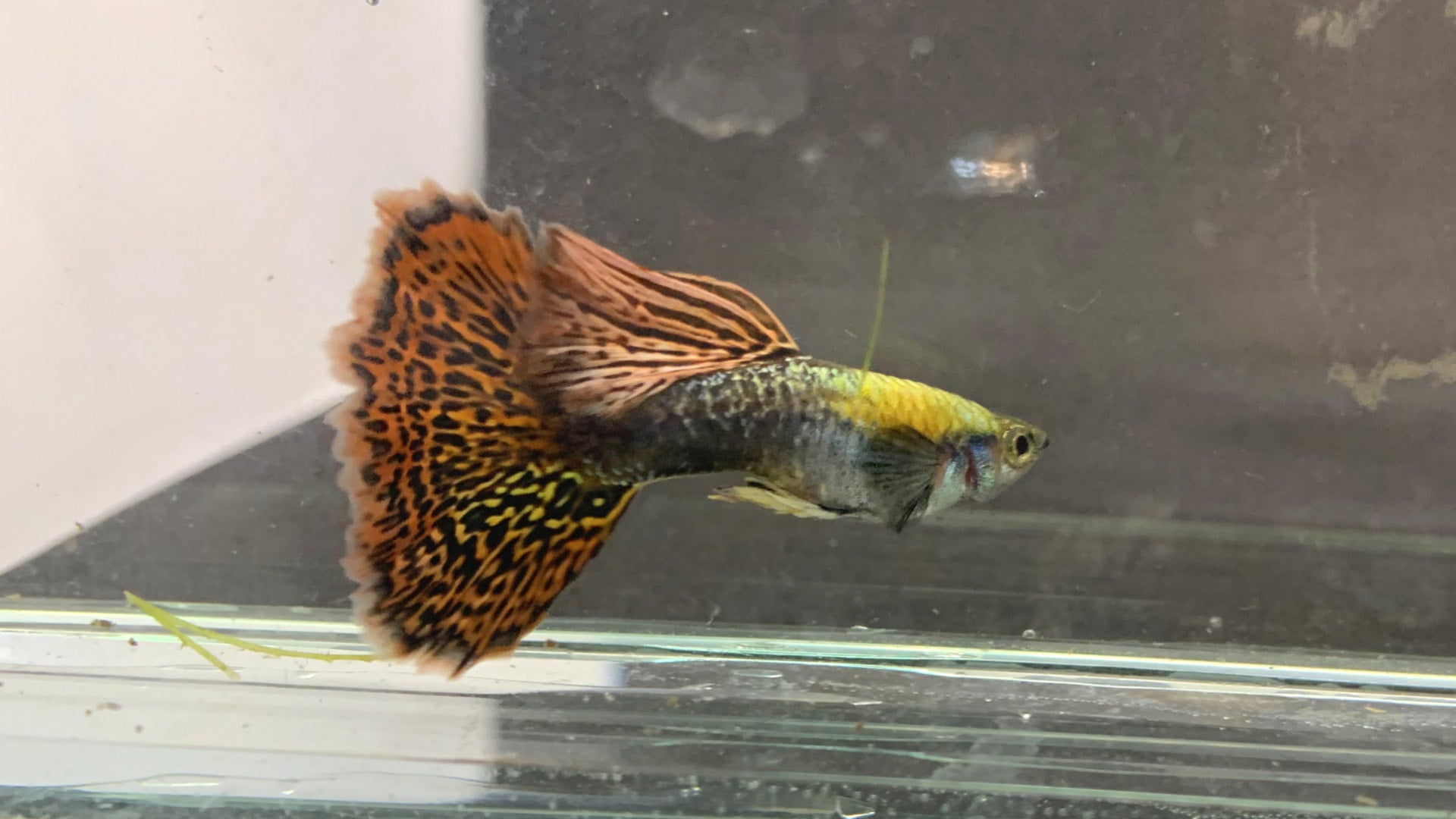 Dragon Guppy | Wild Fish Tanks