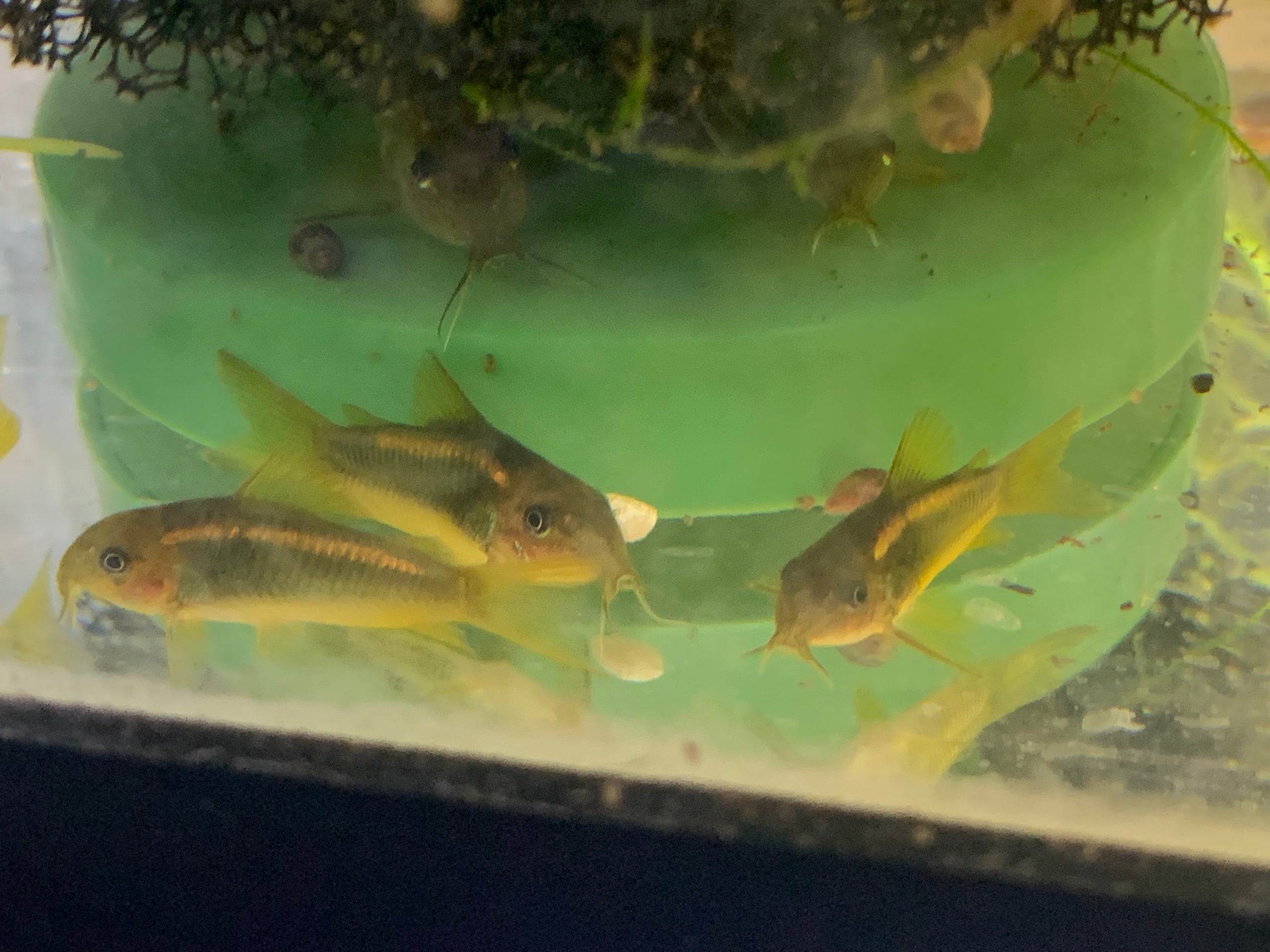 Orange Laser Cory Catfish (Corydoras CW010) | Wild Fish Tanks
