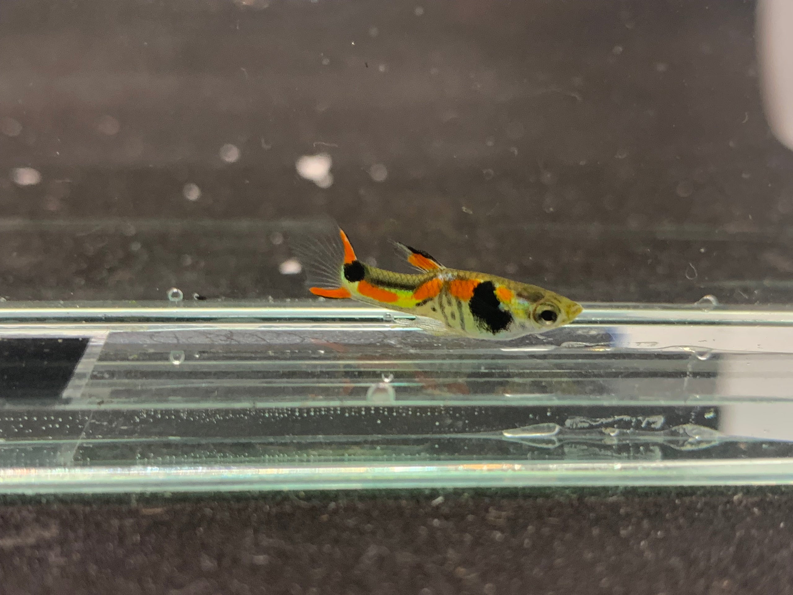 Arizona Snakeskin Endlers | Wild Fish Tanks