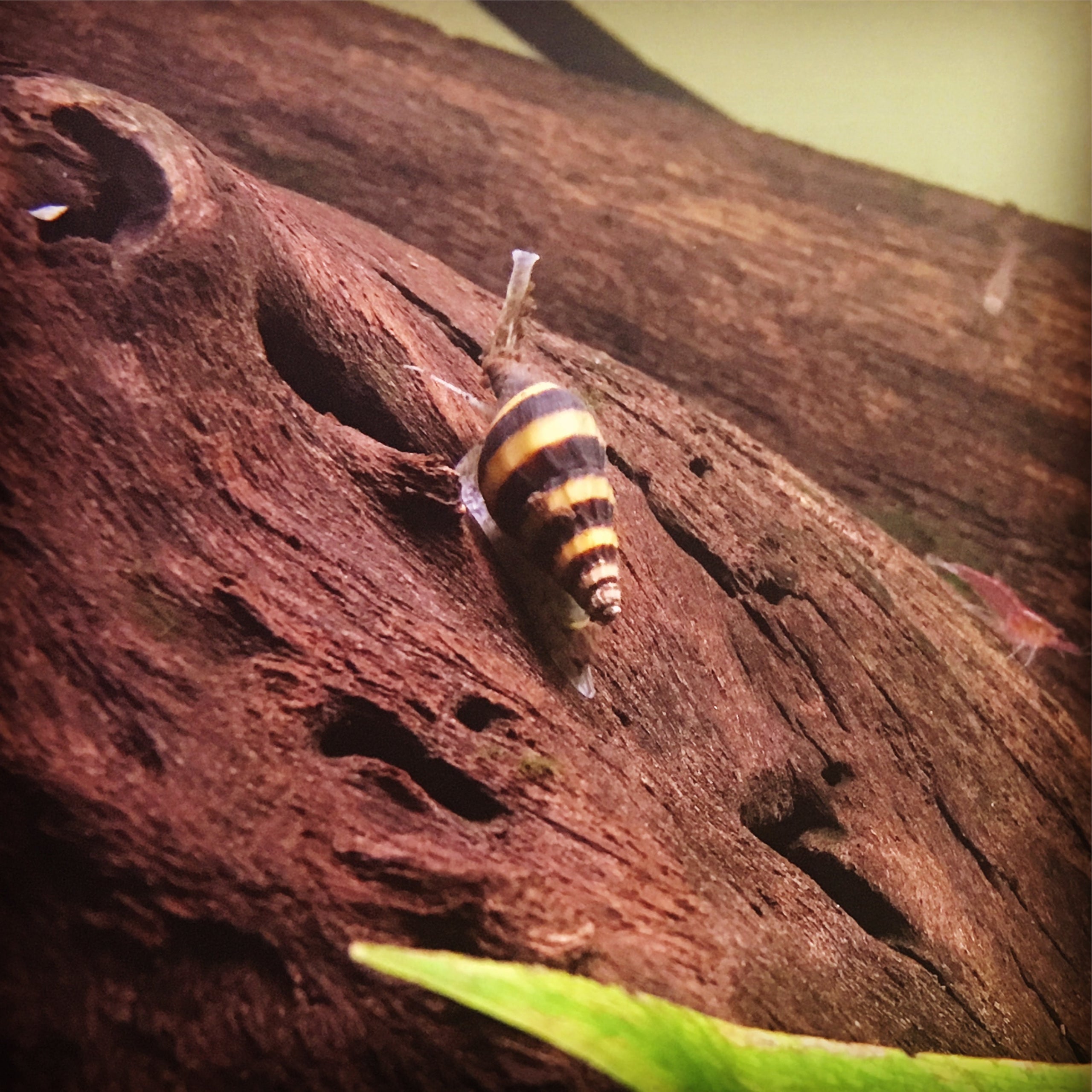 assassin snail $ 2 . 99 $ 9 . 99