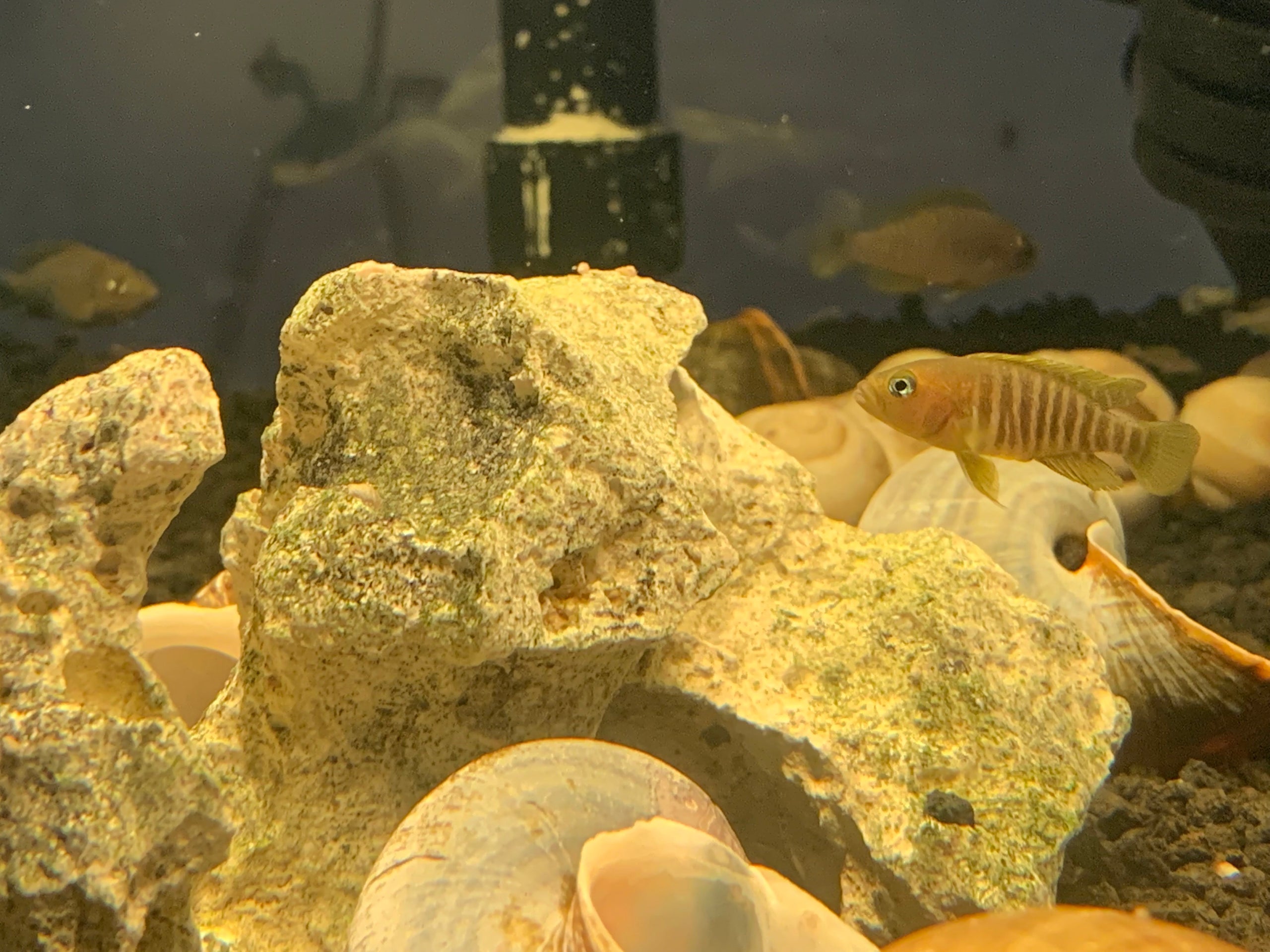 Neolamprologus multifasciatus Multi Shell Dwellers For Sale | Wild Fish ...